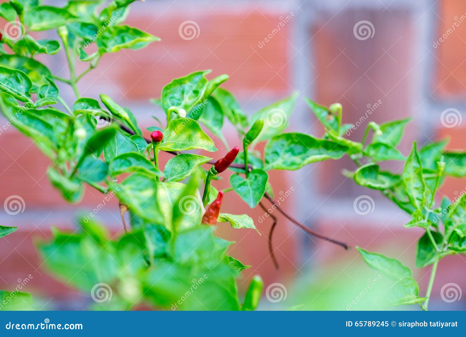 Red Hot Chili Peppers on the Tree Stock Image - Image of gardening ...