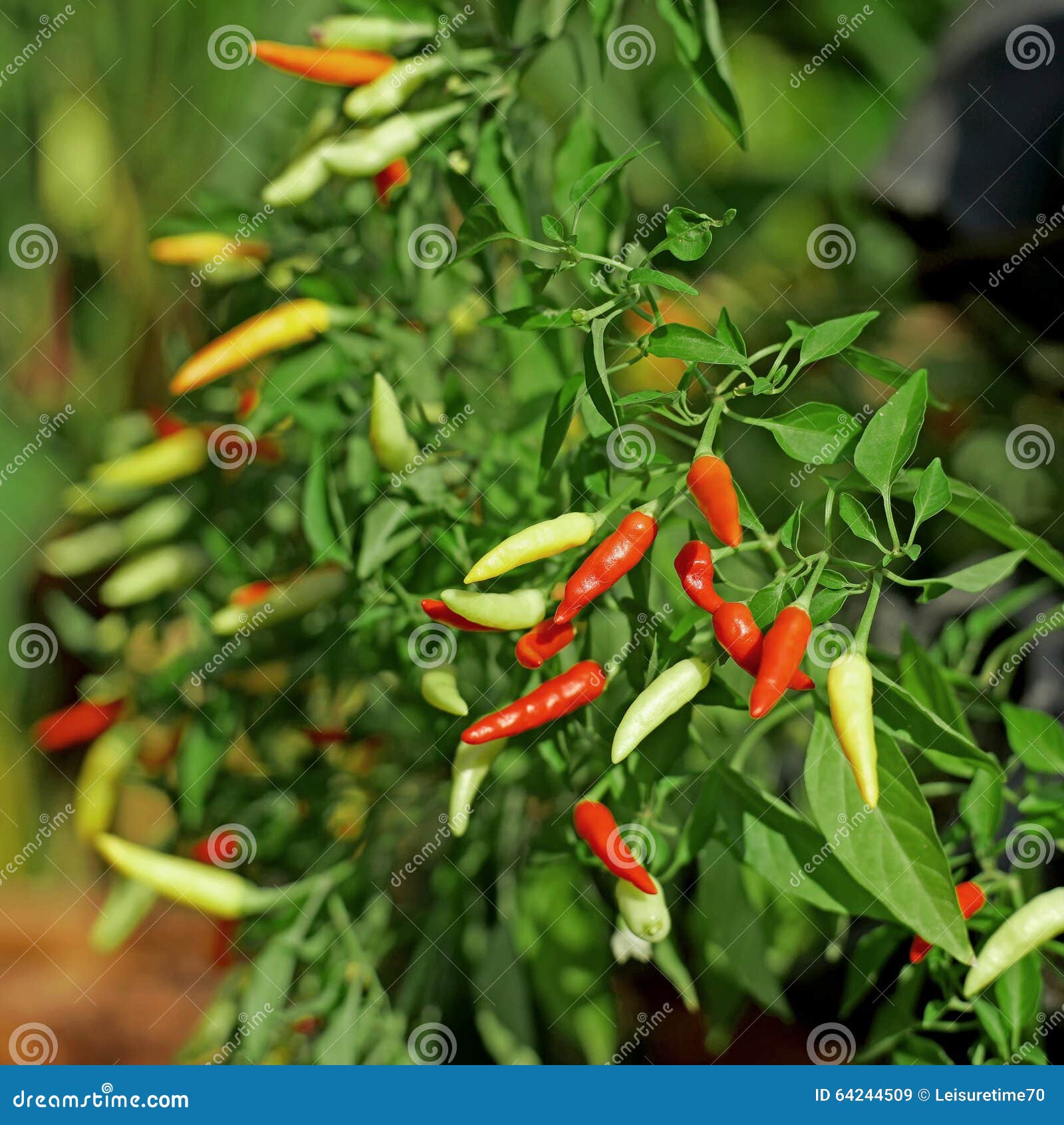Red Hot Chili Peppers on the Tree Stock Image - Image of plant, spice ...