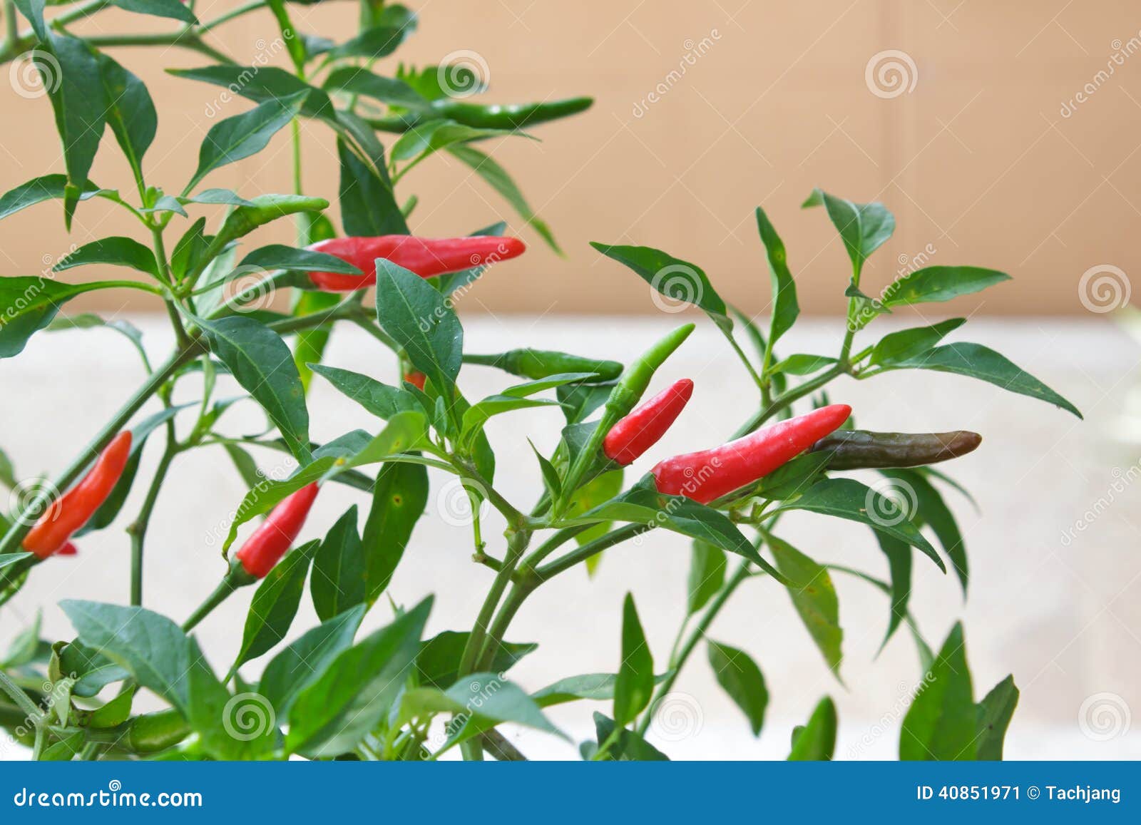 Red Hot Chili Peppers on a Tree. Stock Image - Image of growing, pepper ...