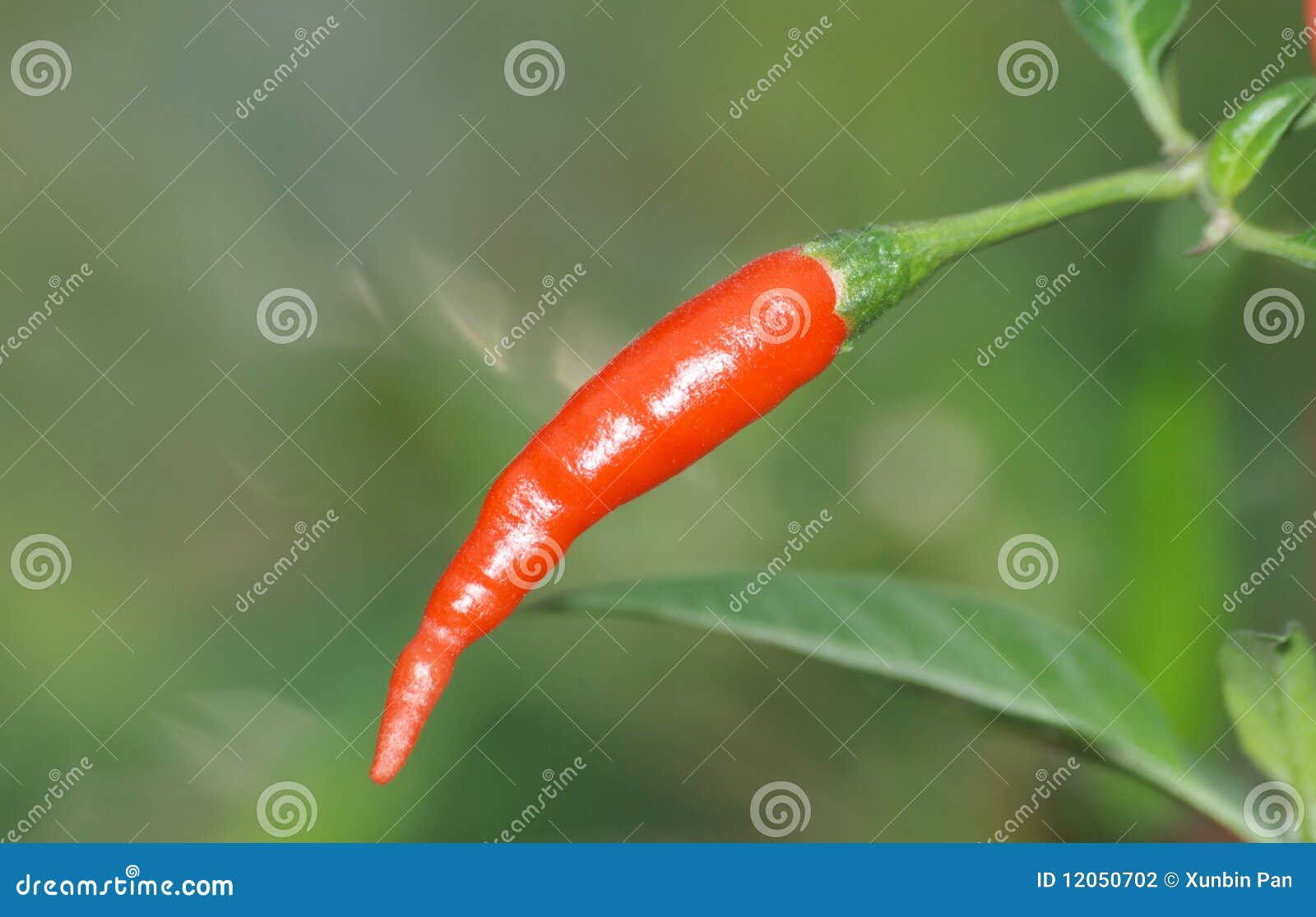 Red hot chilli stock photo. Image of closeup, burning - 12050702