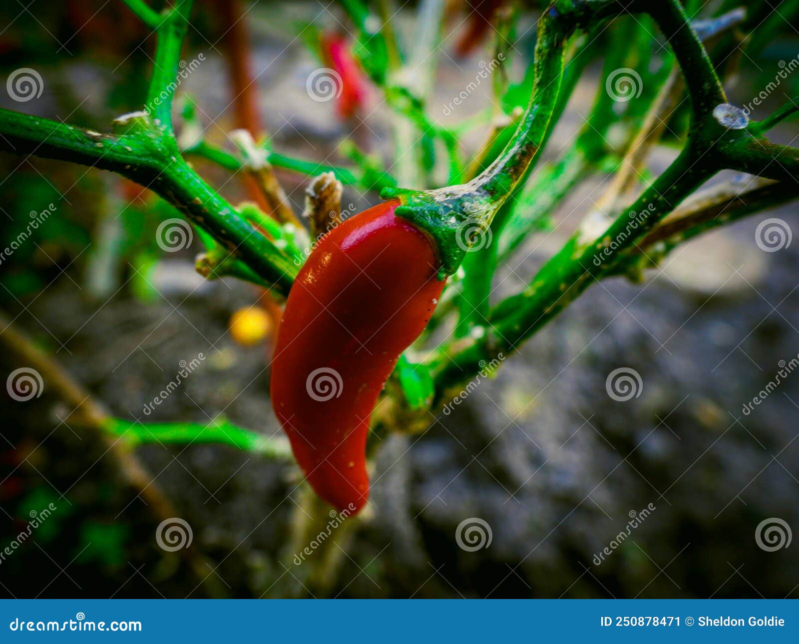 Red hot chilli stock image. Image of nature, invertebrate - 250878471