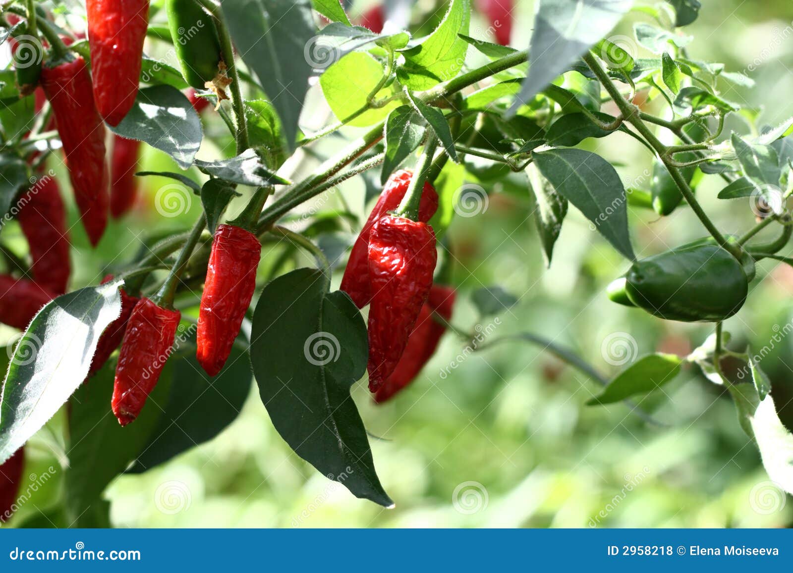 Red Hot Chilli Cayenne Peppers Stock Photo - Image of seeds, organic ...
