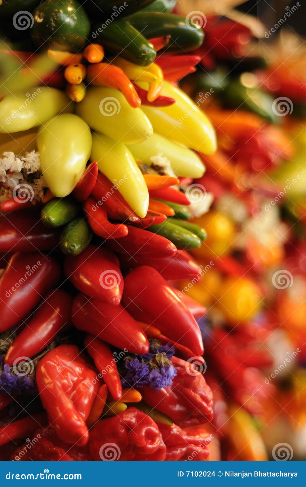 Red Hot Chilli Peppers Shallow Stock Photo - Image of spice, present ...