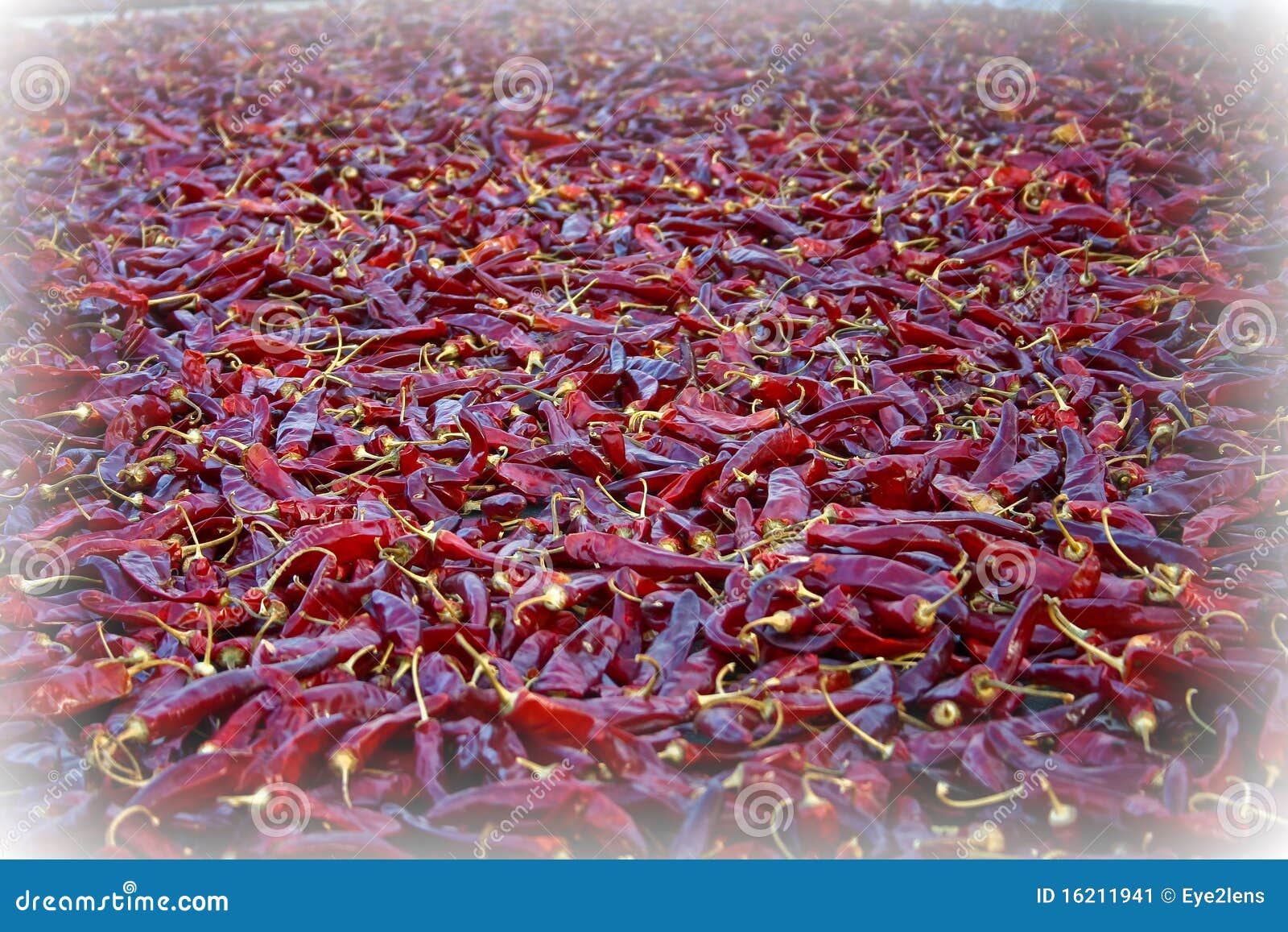 Red Hot Chilly Peppers stock image. Image of south, spicy - 16211941