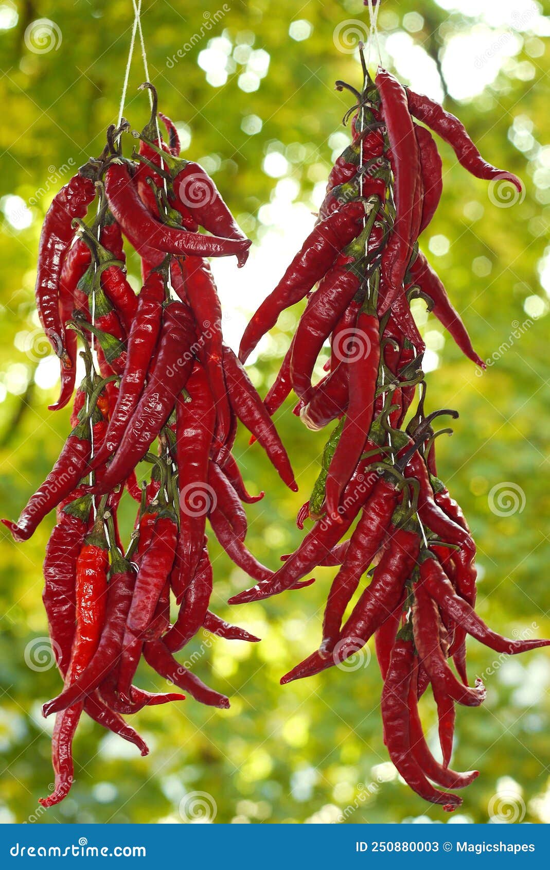 Red hot chilly peppers stock image. Image of relishes - 250880003