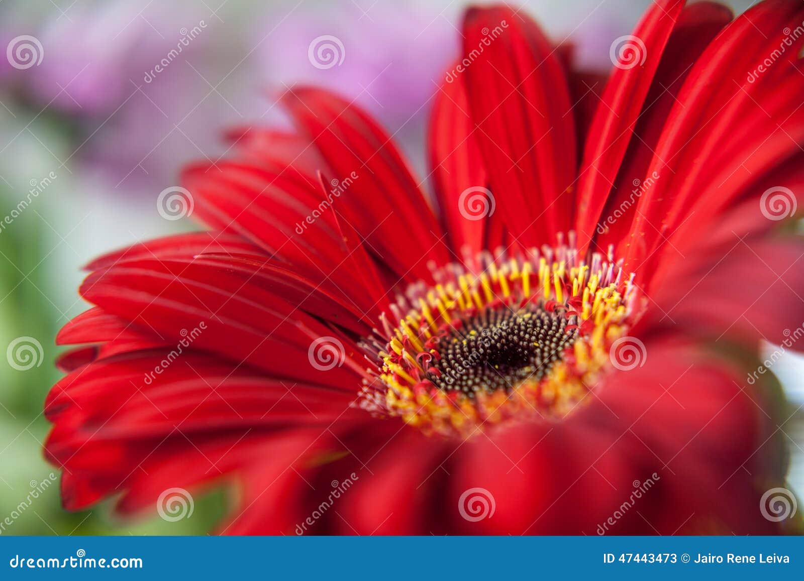 Red Hot flower stock image. Image of plant, branch, color - 47443473