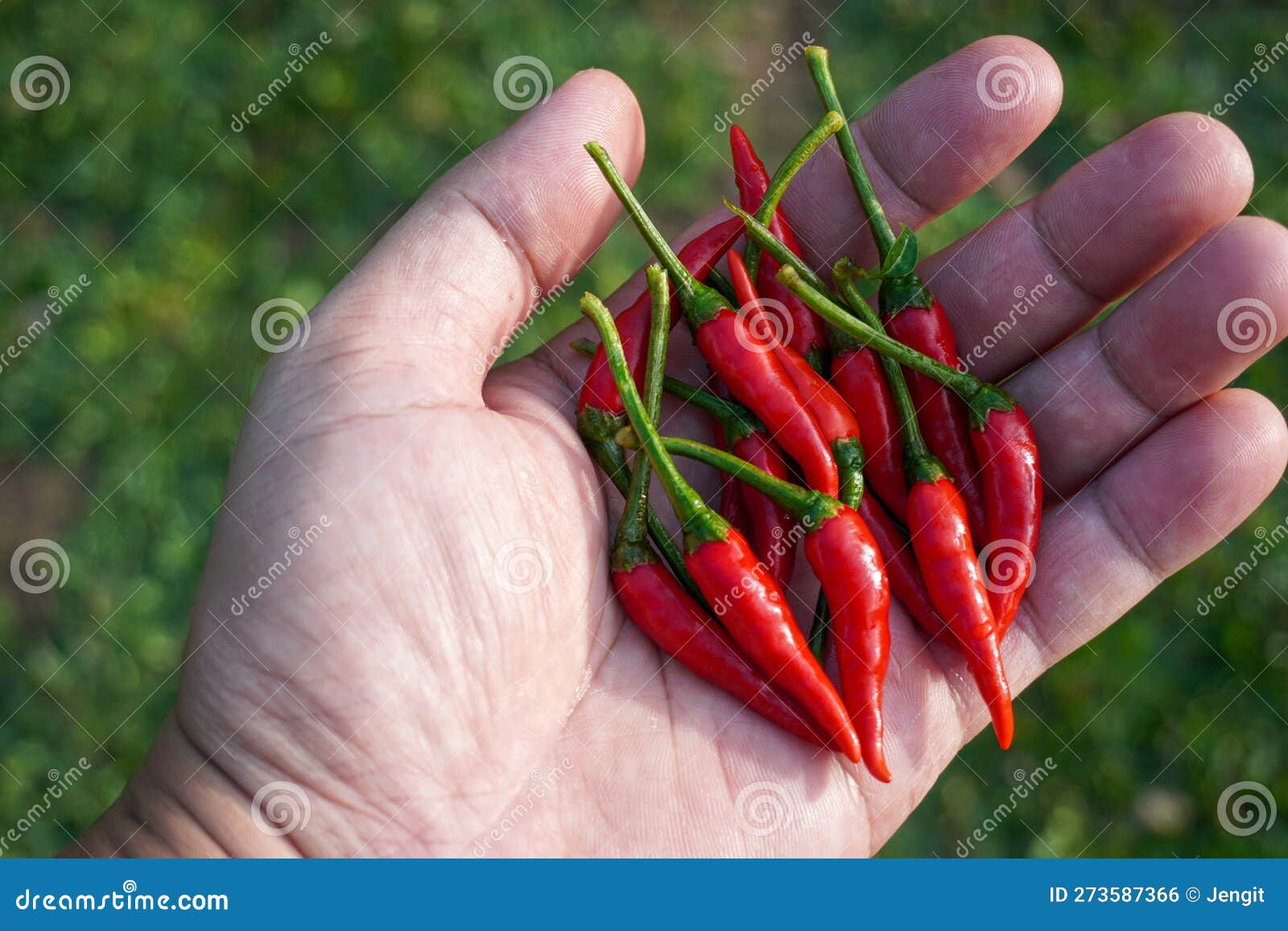 Red Hot Fresh Chili Peppers Stock Photo - Image of health, closeup ...