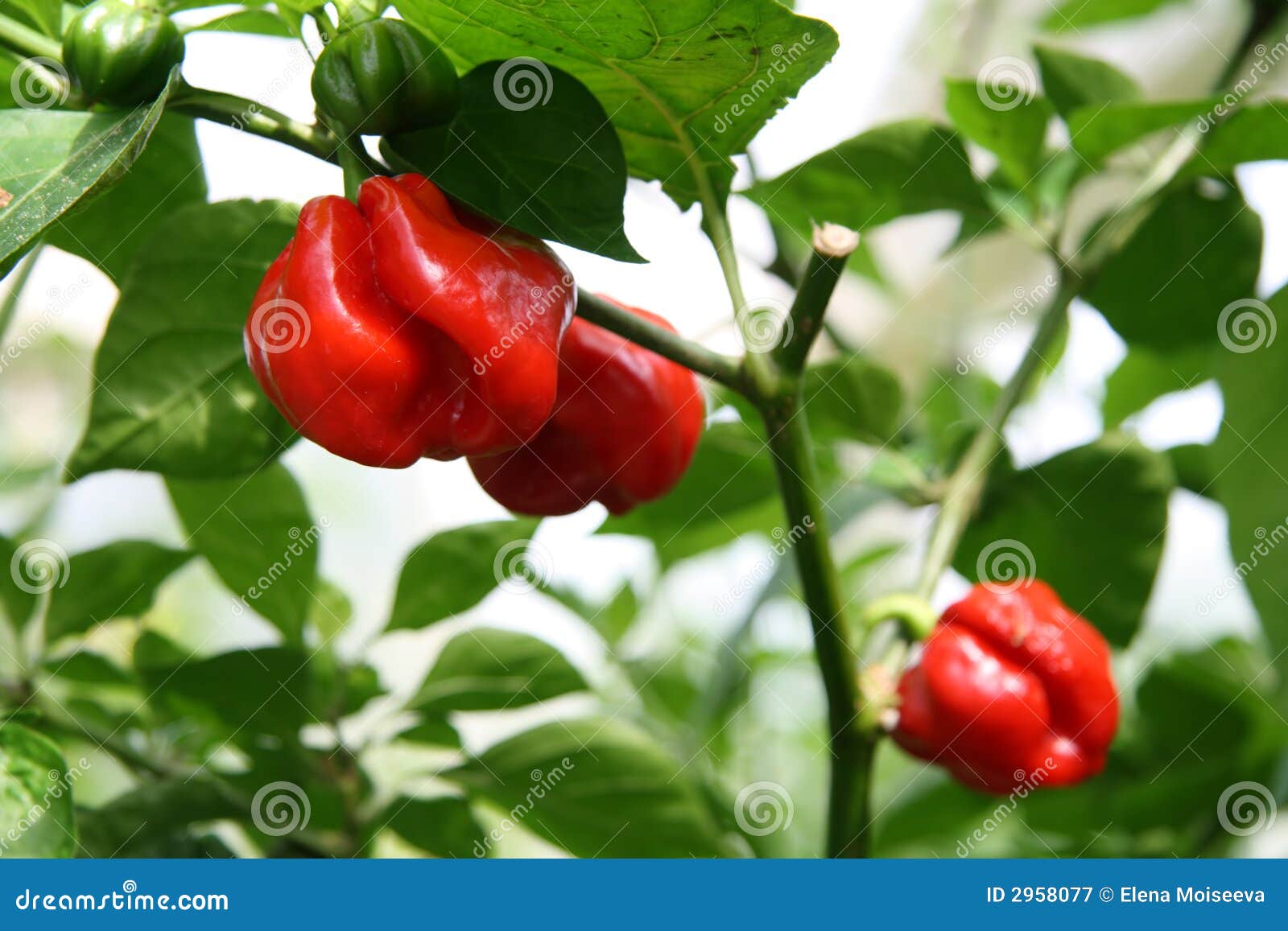 Red Hot Habanero Chilli Pepper Stock Image - Image of ingredients ...