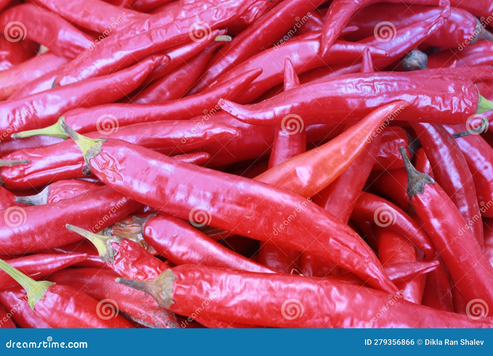 Red hot pepper stock photo. Image of flower, pepper - 279356866