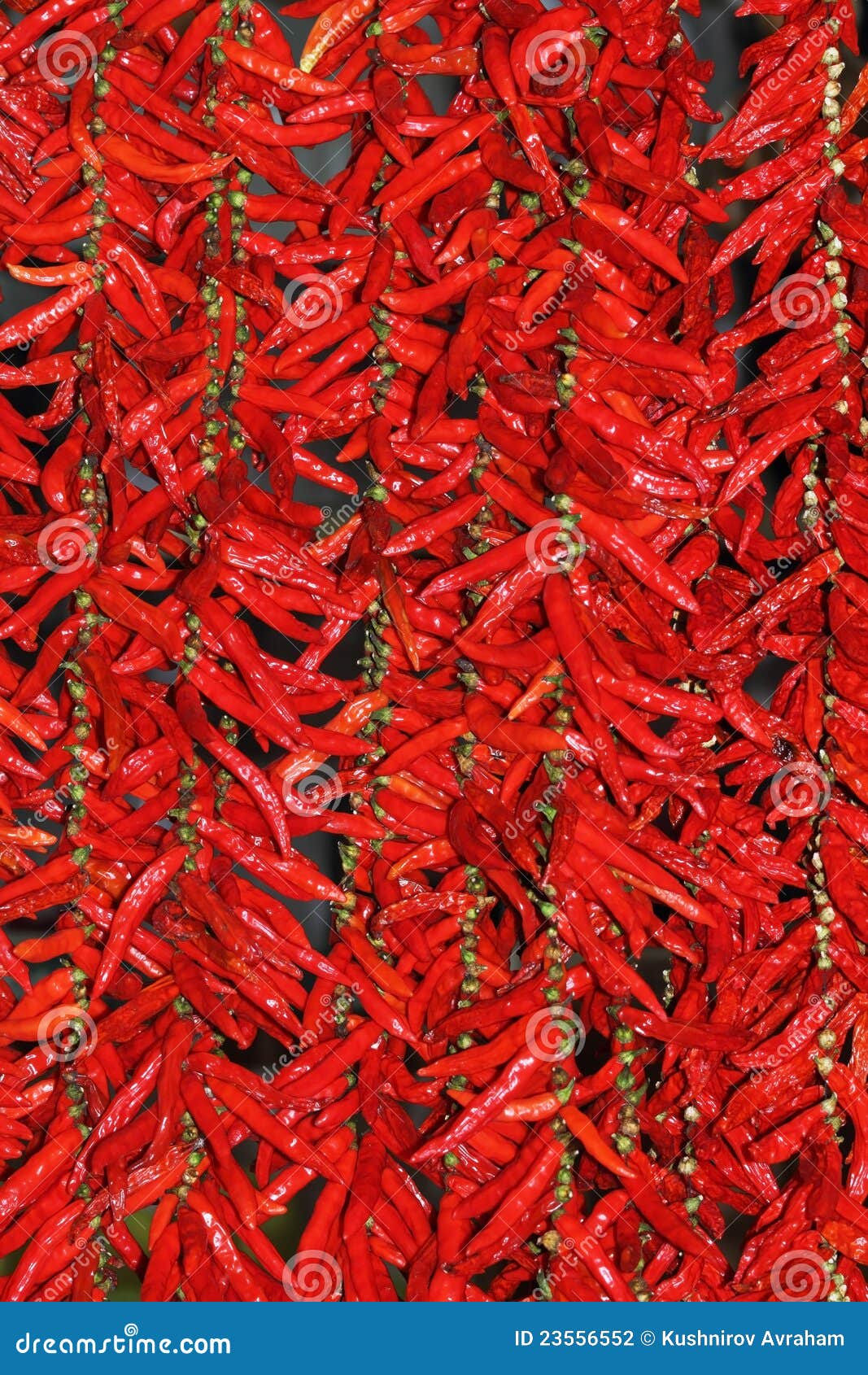 Red Hot Pepper Pods Sparkle in the Sun Stock Photo - Image of hanging ...