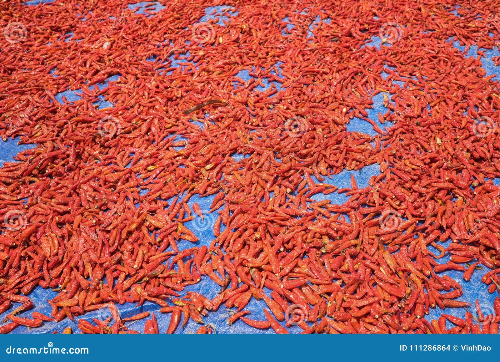 Red Hot Pepper Under Processing by Drying Naturally Under Sunlight in ...