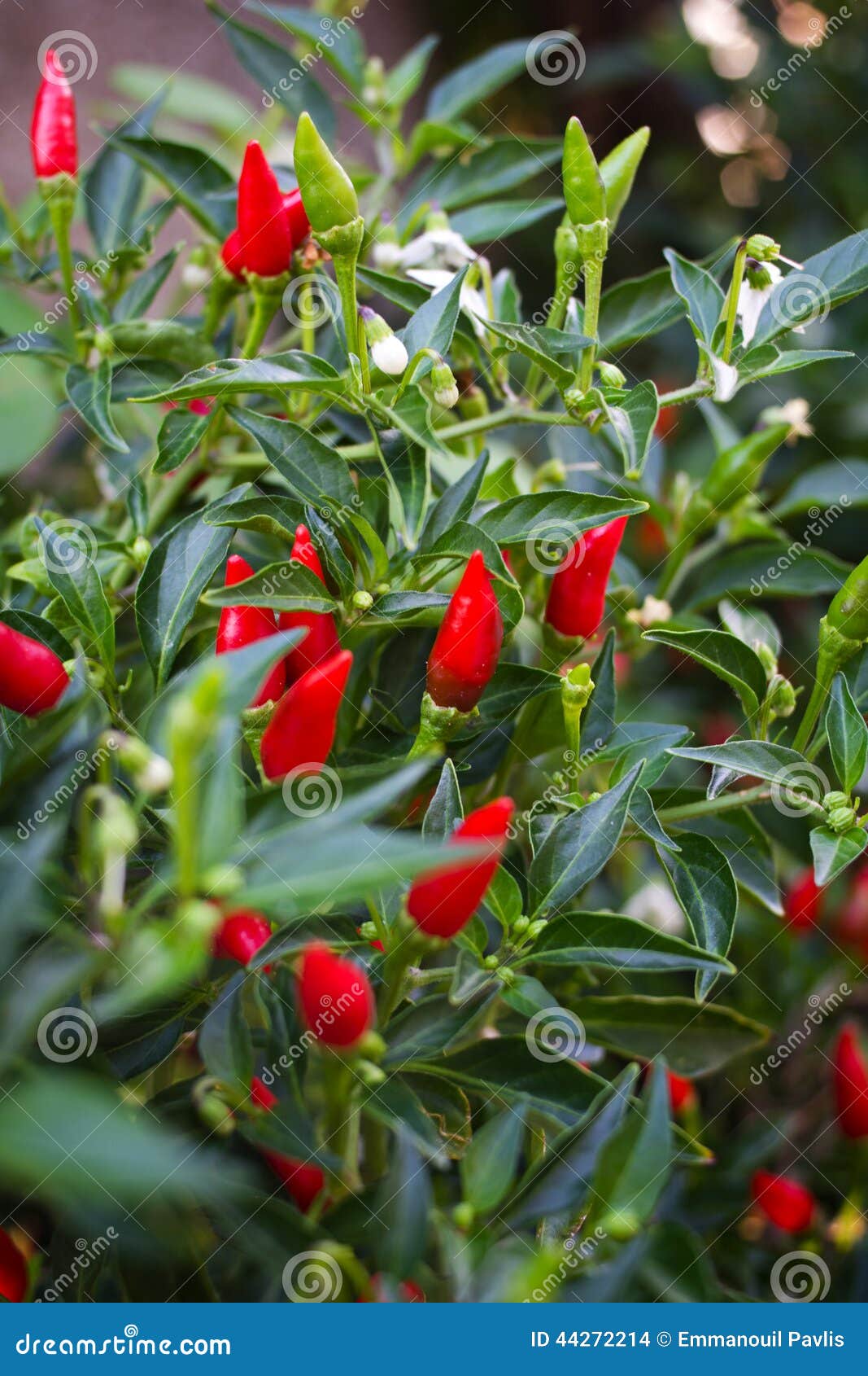 Red hot peppers stock photo. Image of greece, attica - 44272214