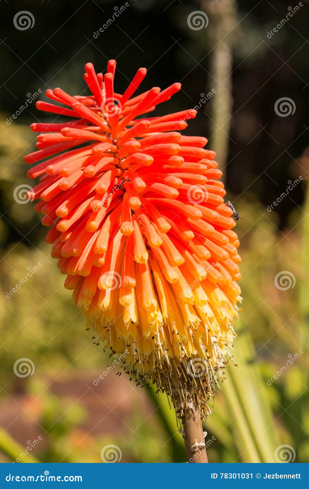 Red Hot Poker (Kniphofia Rooperi) Stock Image - Image of torch ...