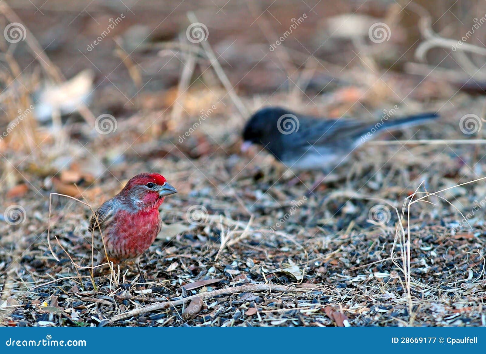 Red House Finch stock image. Image of male, cute, feathers - 28669177