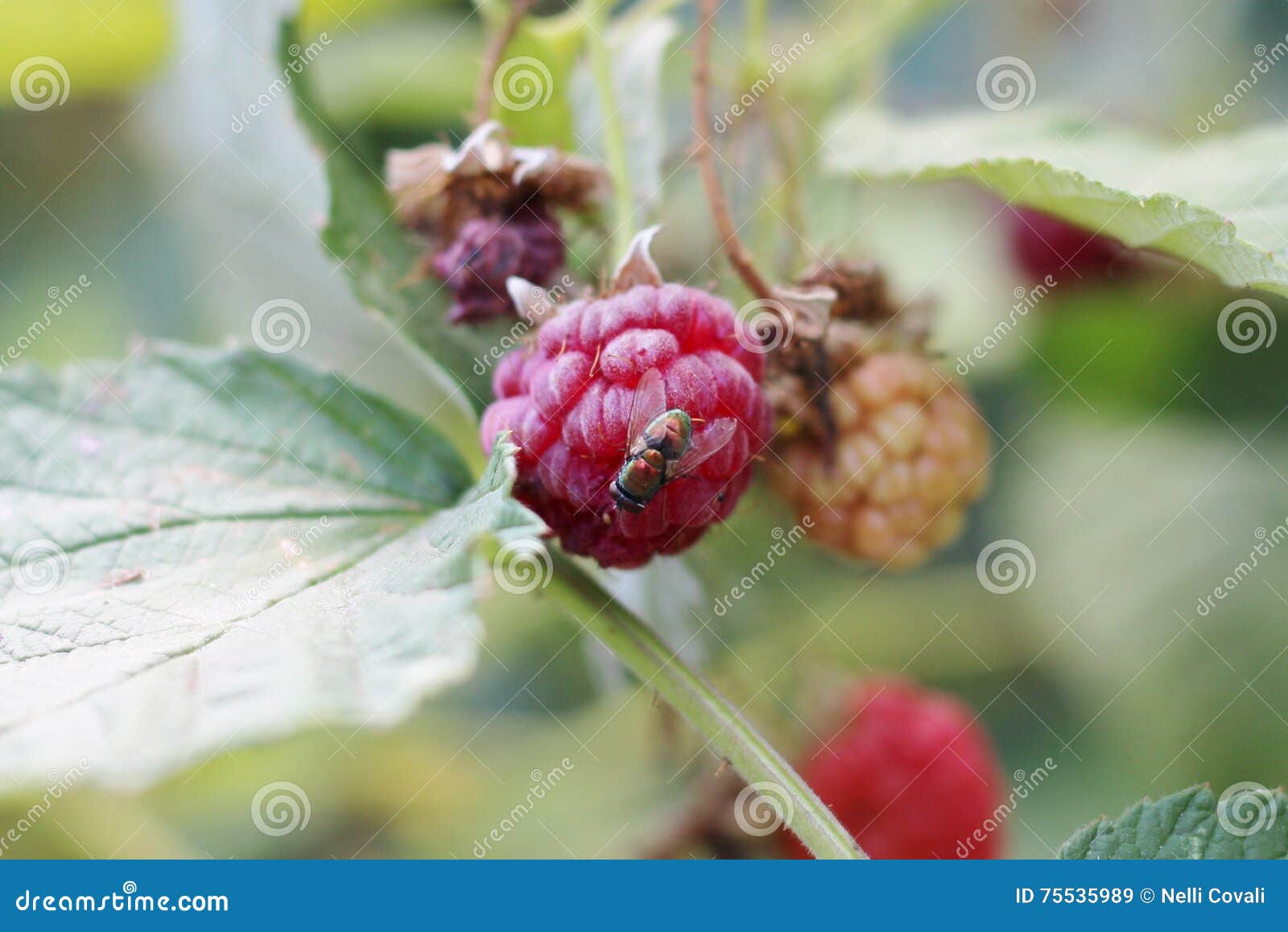 Red Housefly on a Raspberry Fruit Stock Image - Image of deliciosus ...