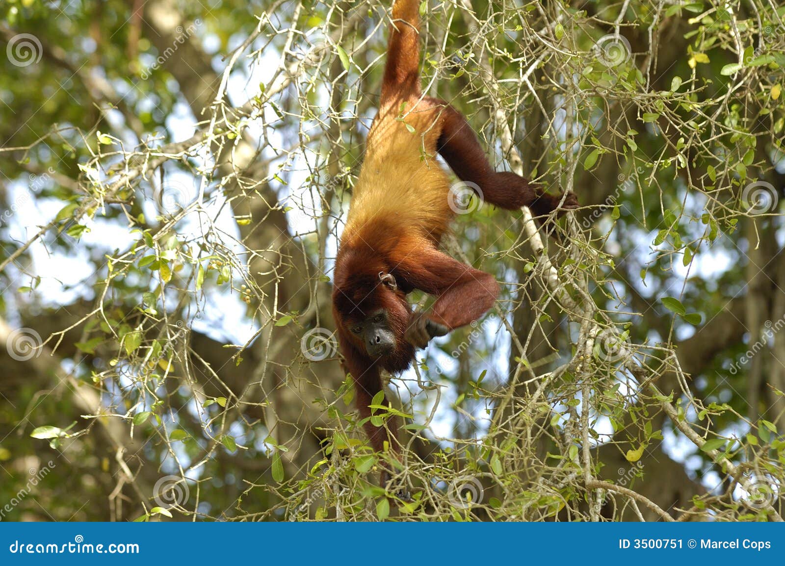 Red howler monkey 100 stock image. Image of monkey, leaves - 3500751