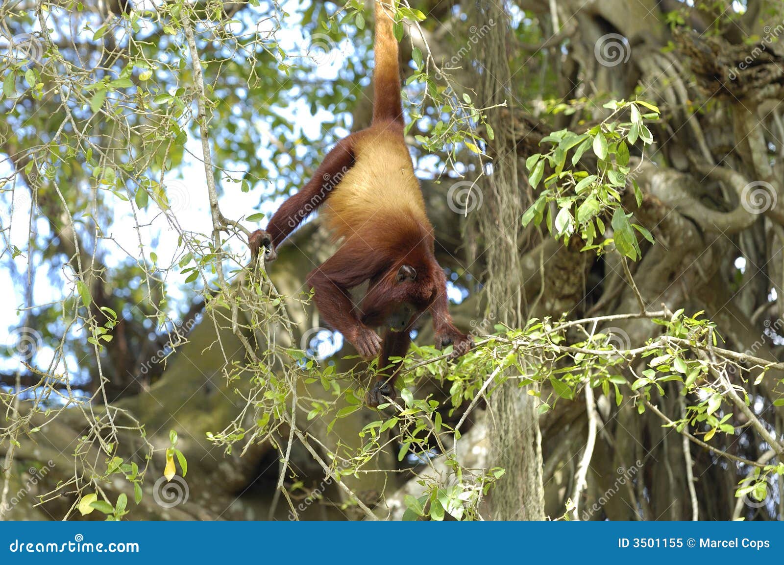 Red howler monkey 110 stock image. Image of wild, tree - 3501155