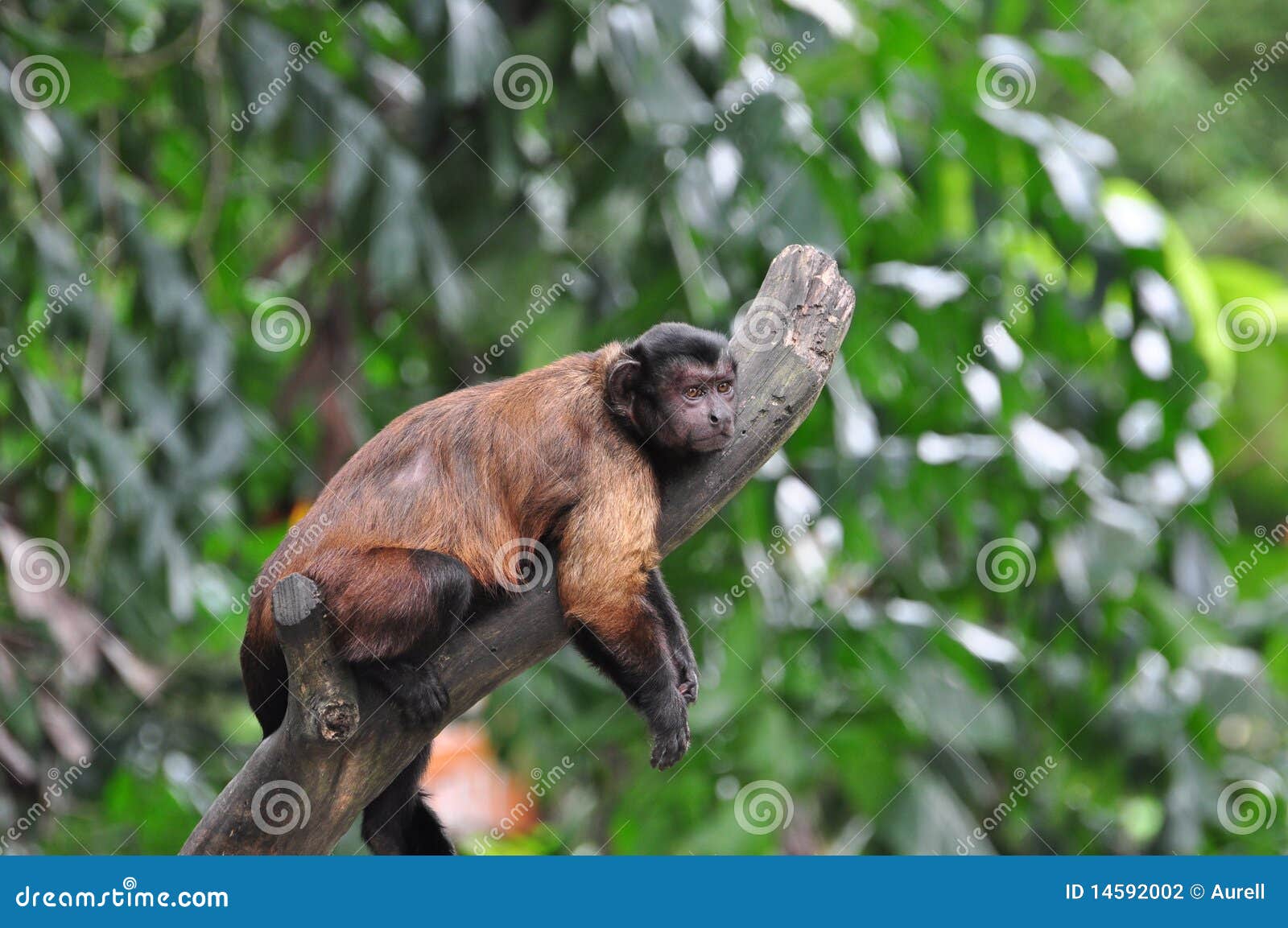 Red Howler monkey stock photo. Image of wild, monkey - 14592002