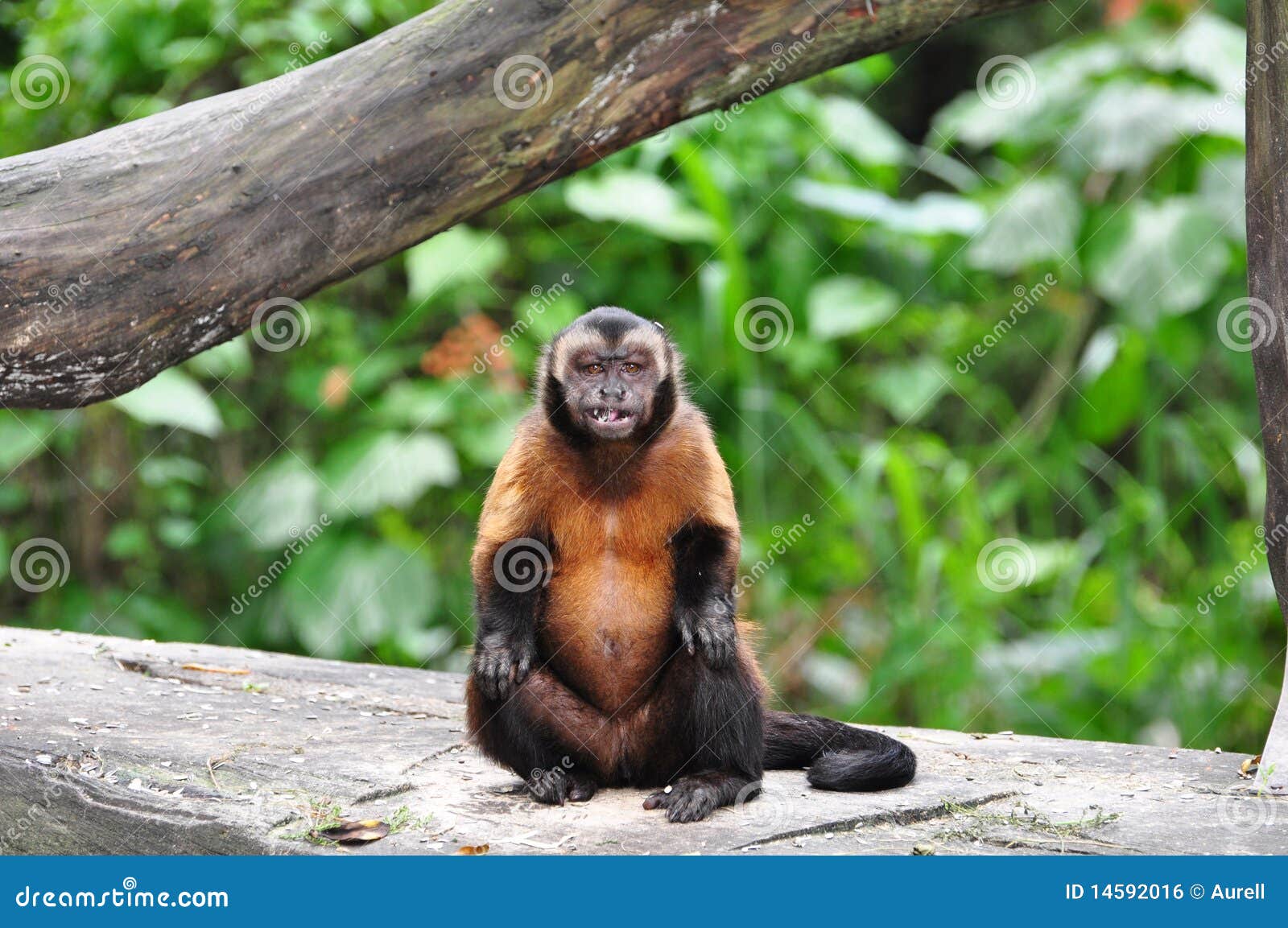 Red howler monkey stock photo. Image of monkey, wildlife - 14592016