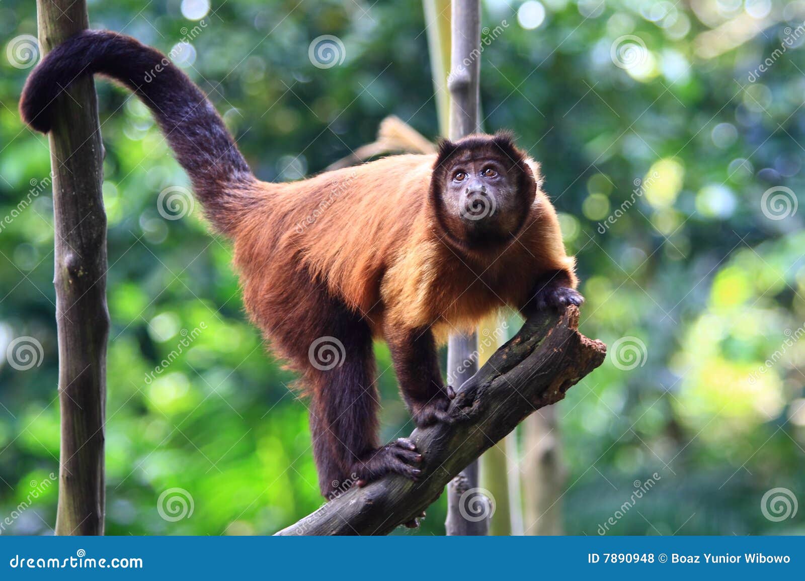 Red Howler Monkey stock photo. Image of fauna, wild, monkey - 7890948