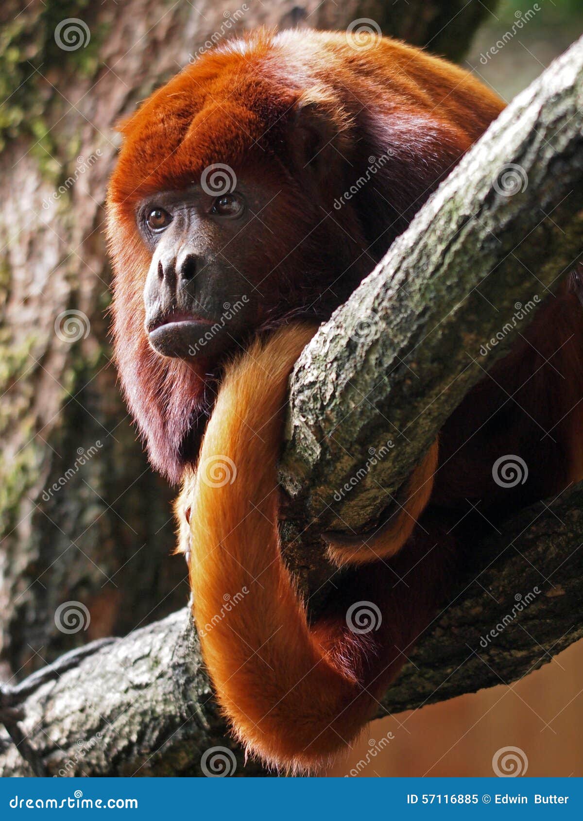 Red howler monkey stock image. Image of background, eyes - 57116885