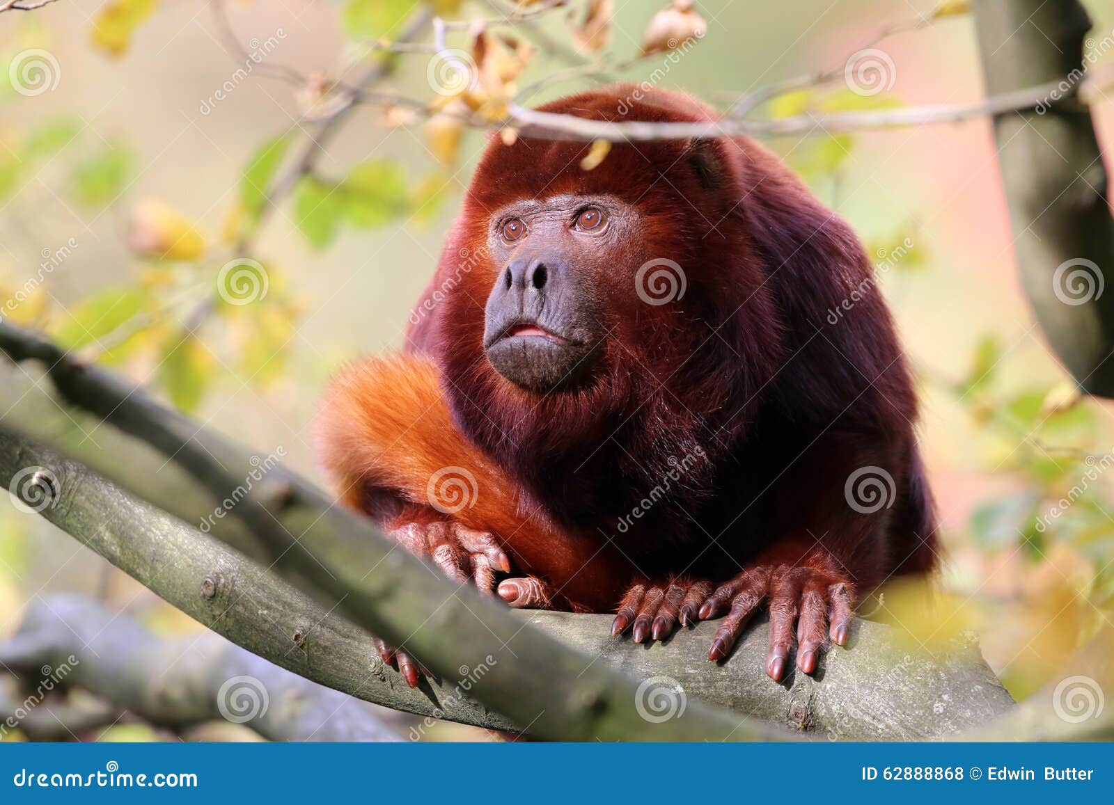 Red howler monkey stock photo. Image of leaf, animal - 62888868