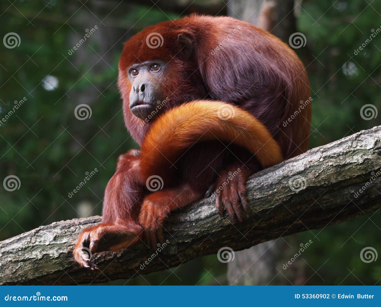 Red howler monkey stock photo. Image of africa, funny - 53360902