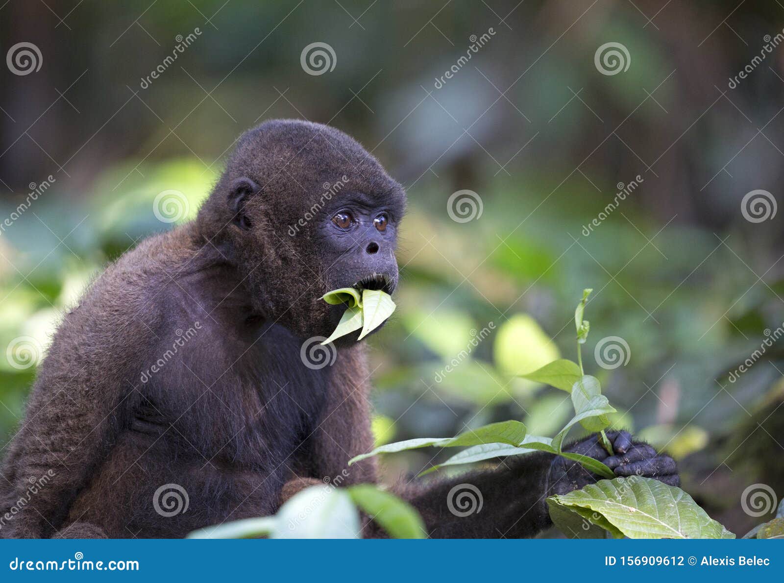 Red Howler monkey stock photo. Image of jungle, napa - 156909612
