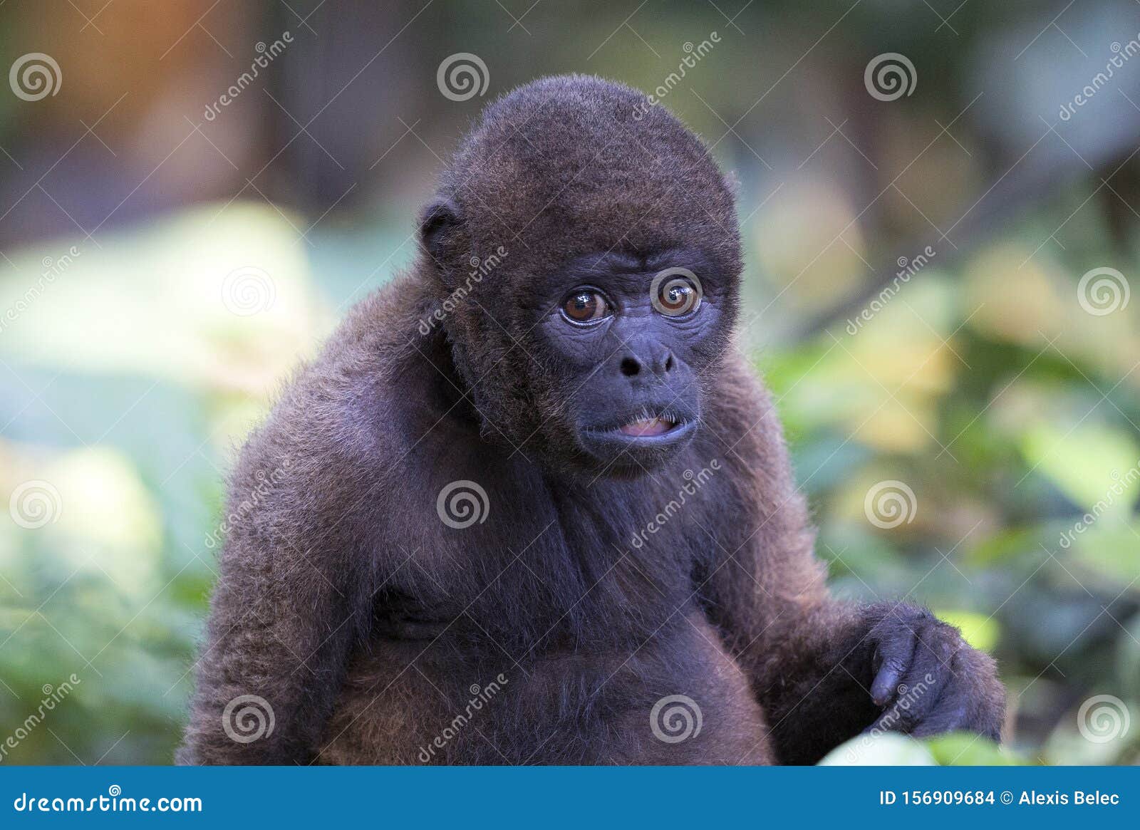 Red Howler monkey stock photo. Image of forest, life - 156909684
