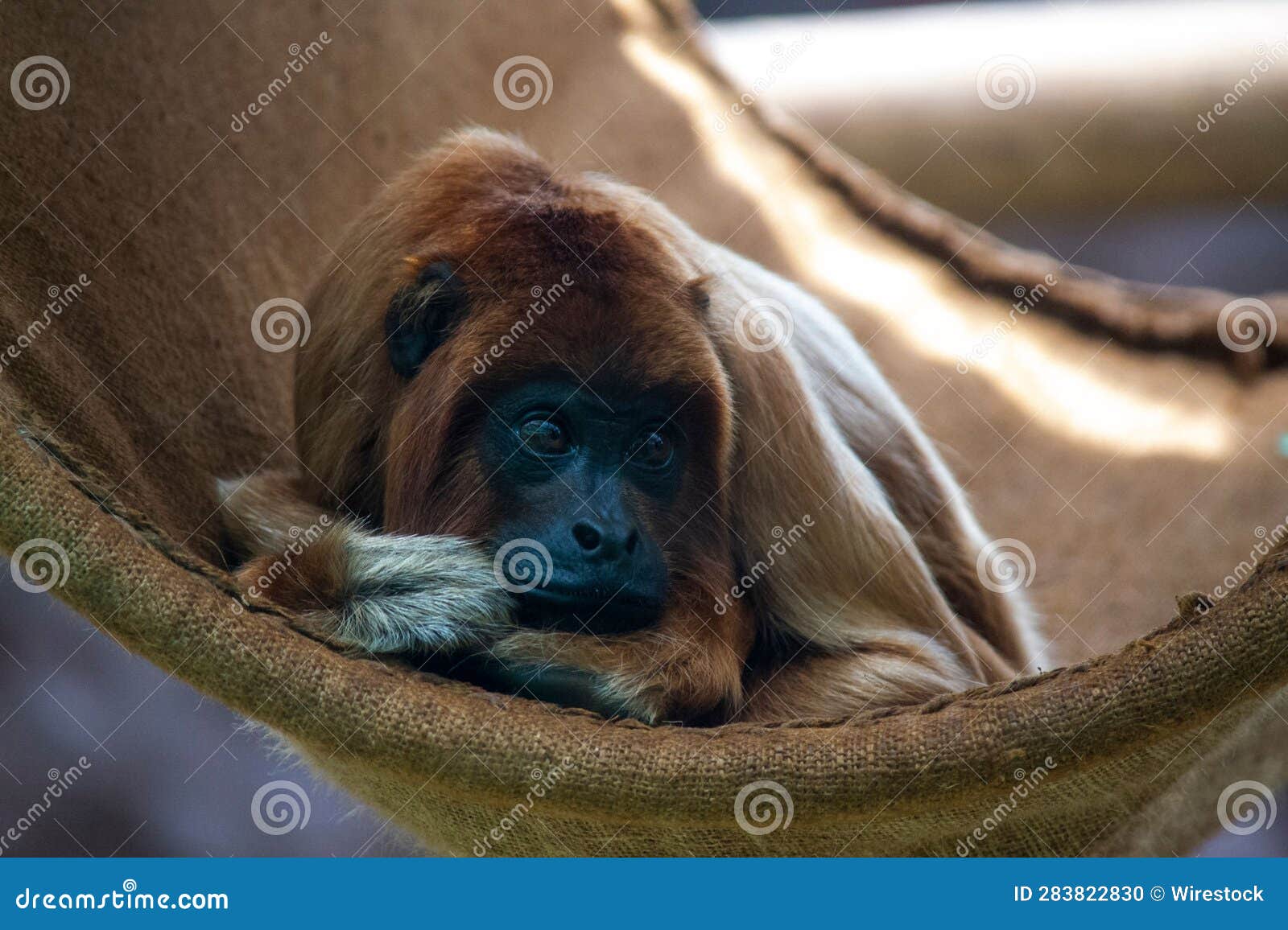 Red Howler Monkey Resting in His Hammock. Stock Photo - Image of ...