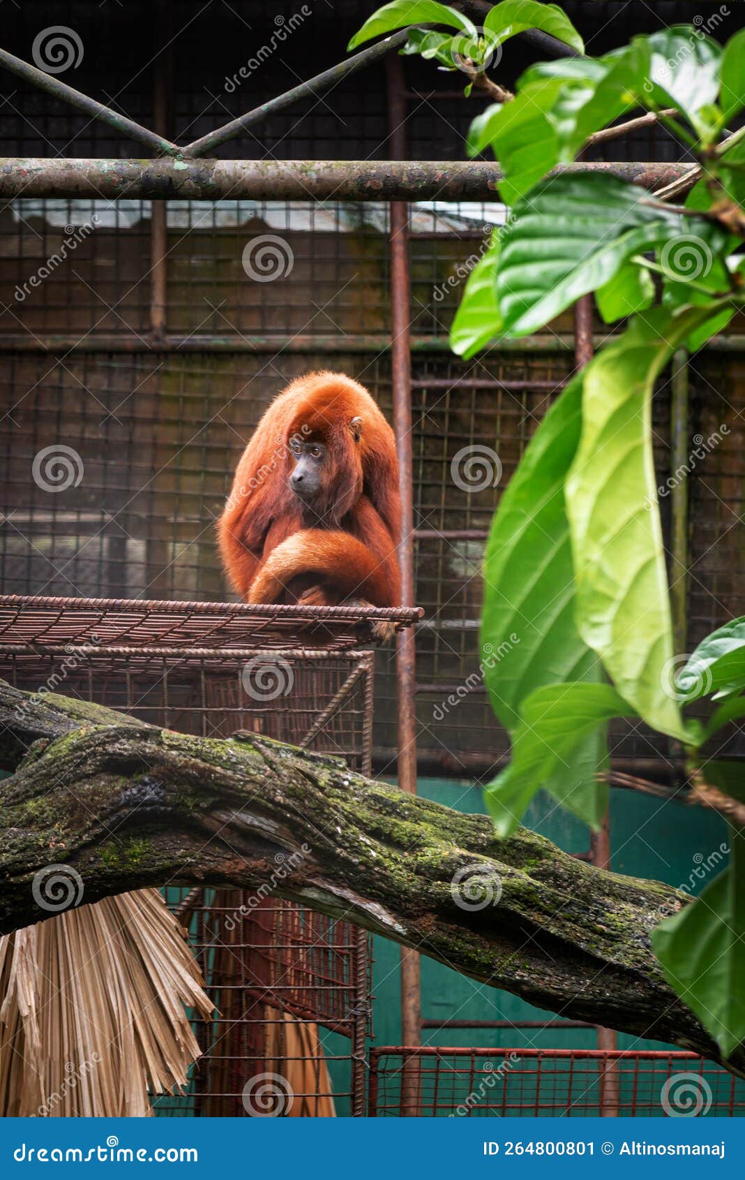 Red Howler Monkey Sad Faced Inside Enclosure Looking Distance Stock ...