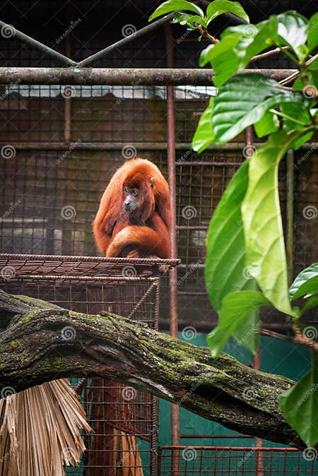 Red Howler Monkey Sad Faced Inside Enclosure Looking Distance Stock ...