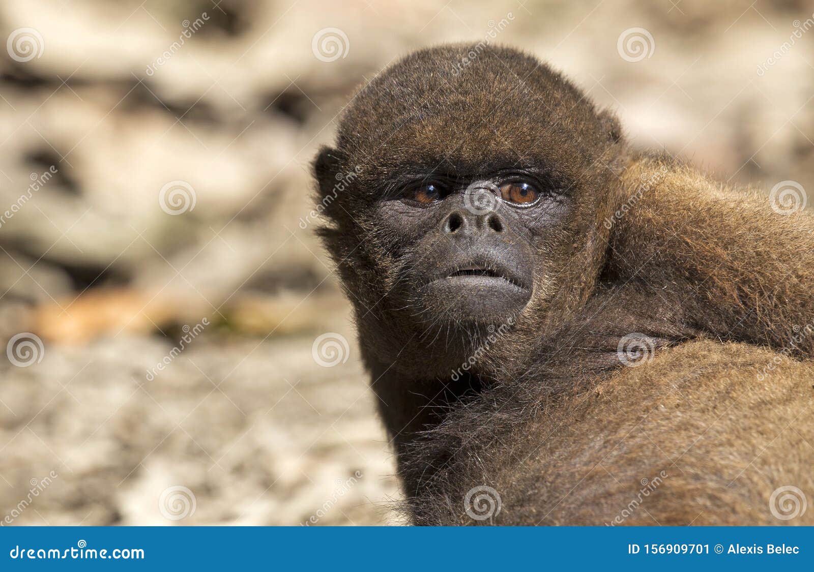 Red Howler monkey stock image. Image of howler, primate - 156909701