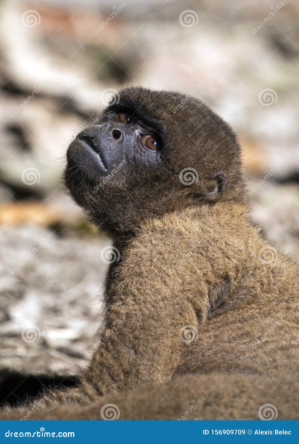 Red Howler monkey stock image. Image of exotic, primates - 156909709