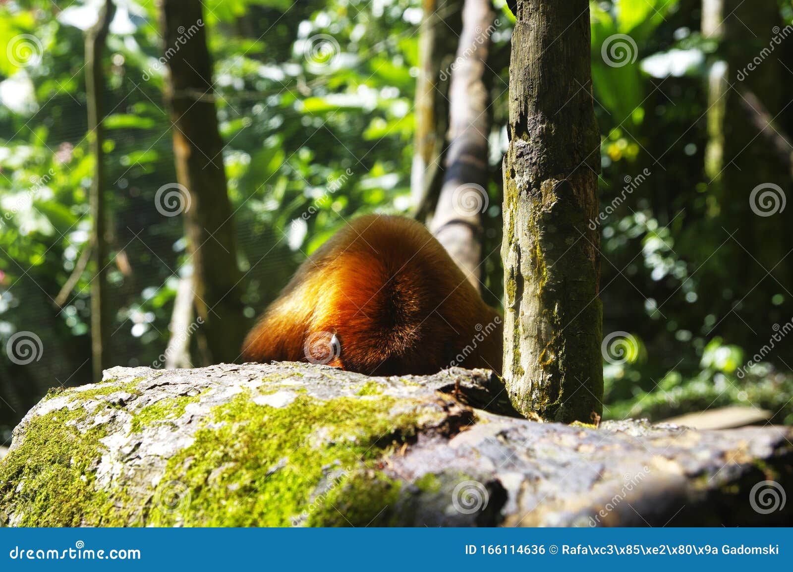 A Red Howler Monkey Trying To Hide Behind a Large Boulder Stock Photo ...