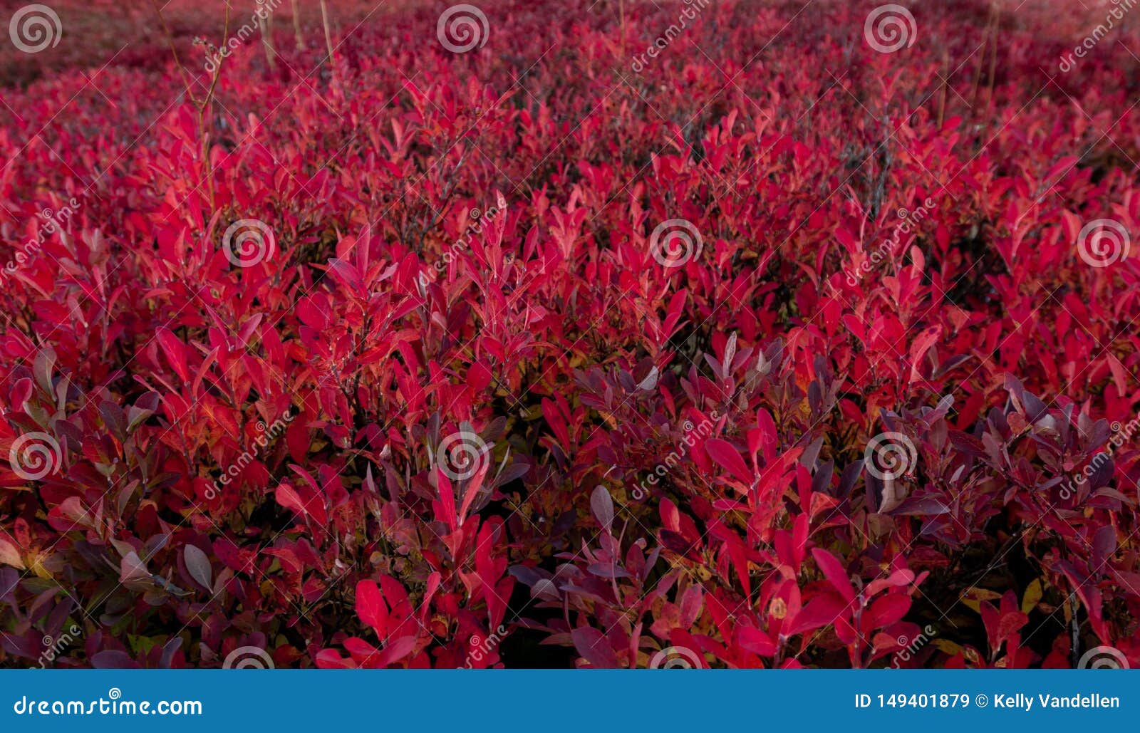 Red Huckleberry Bushes Turning Colors in Fall Stock Image - Image of ...