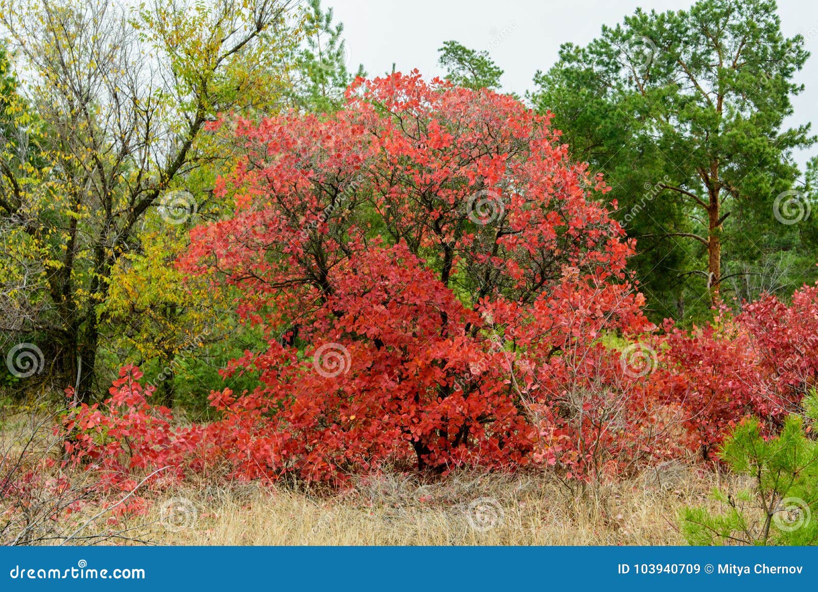 Red, a Huge Bush in a Mixed Forest. Stock Image - Image of trees, mixed ...