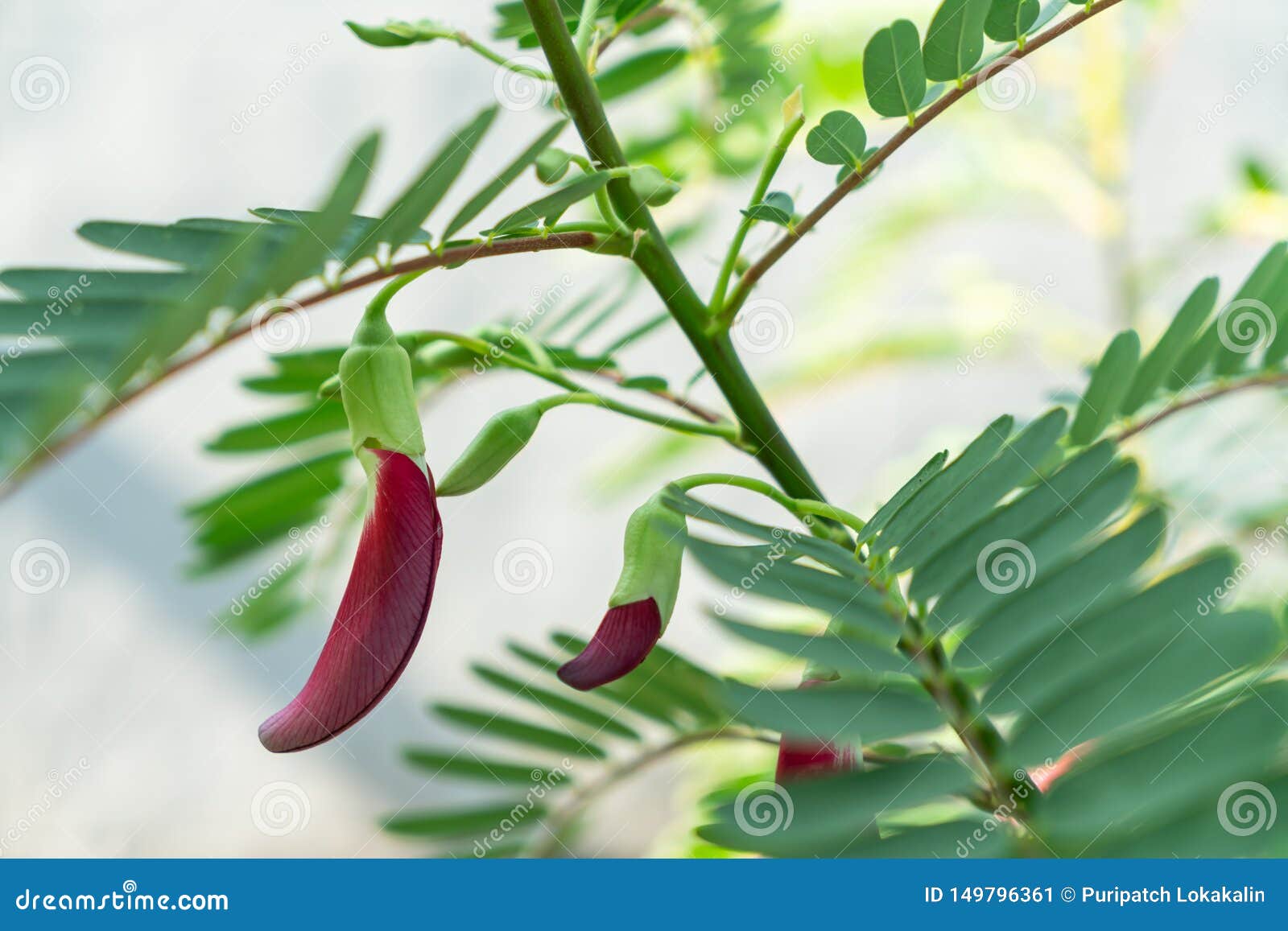 Red Hummingbird Tree Flowers Stock Image - Image of herbal, agriculture ...