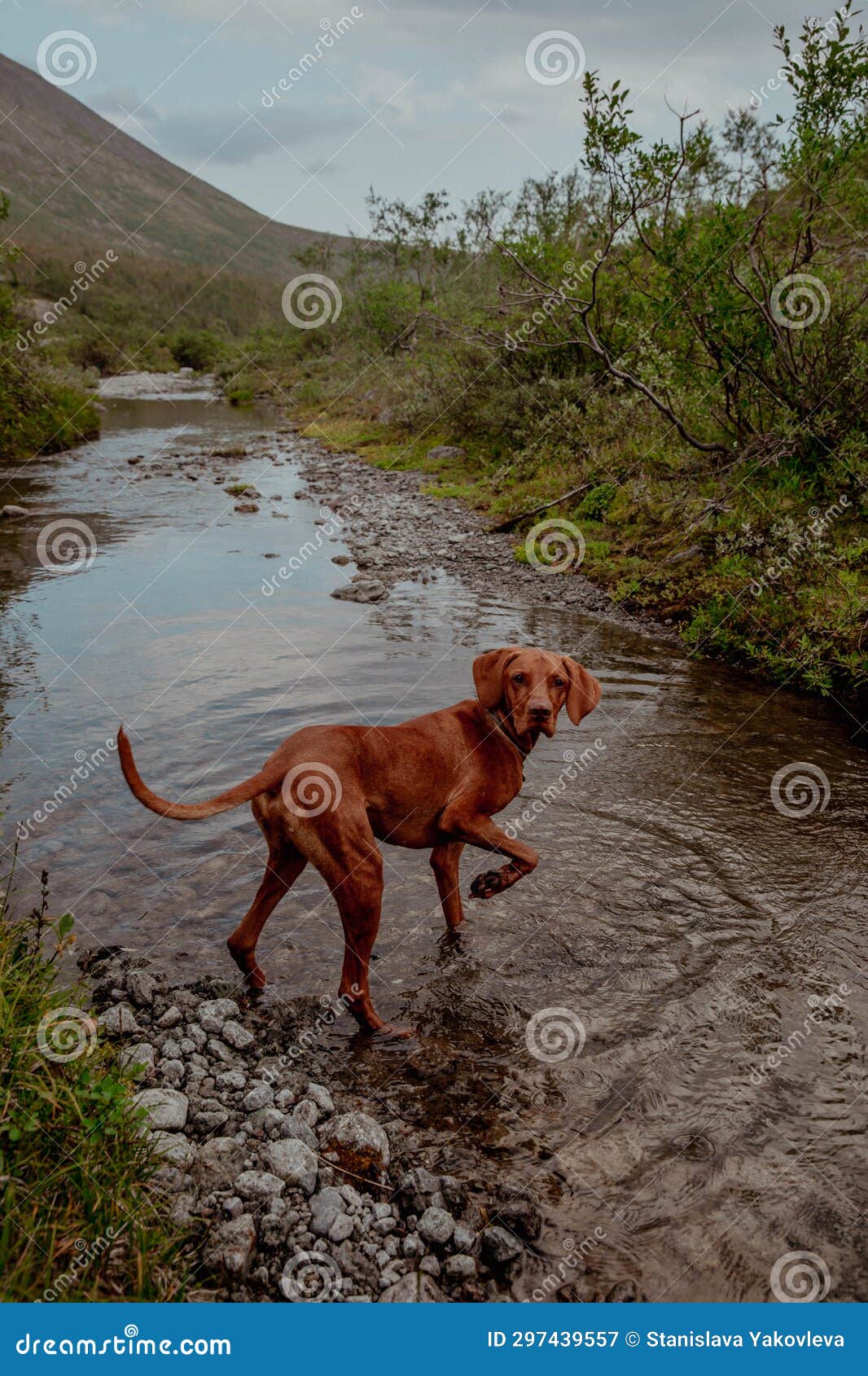 Red Hunting Dog on Top of a Mountain Stock Image - Image of hungarian ...