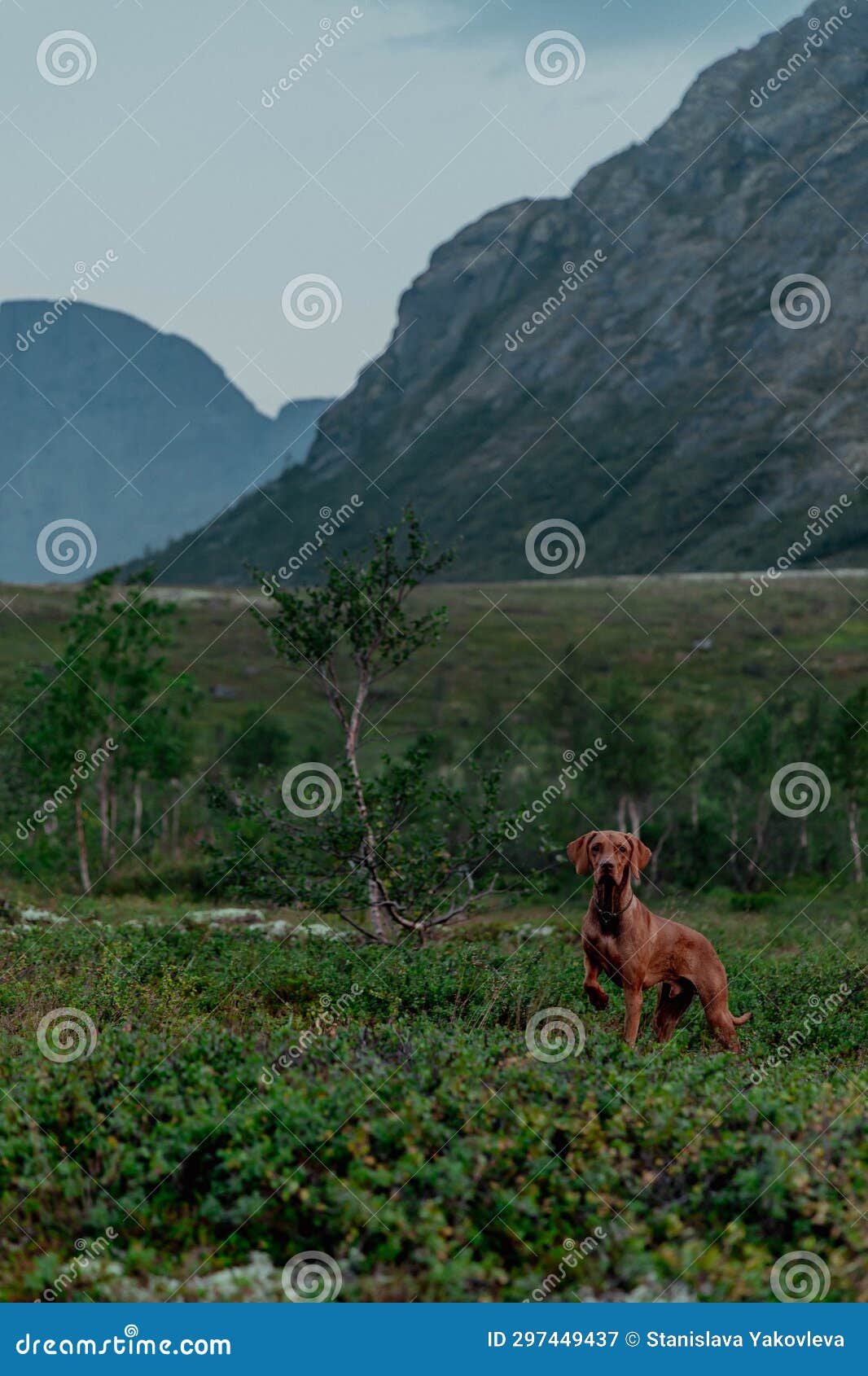 Red Hunting Dog on Top of a Mountain Stock Image - Image of landscape ...