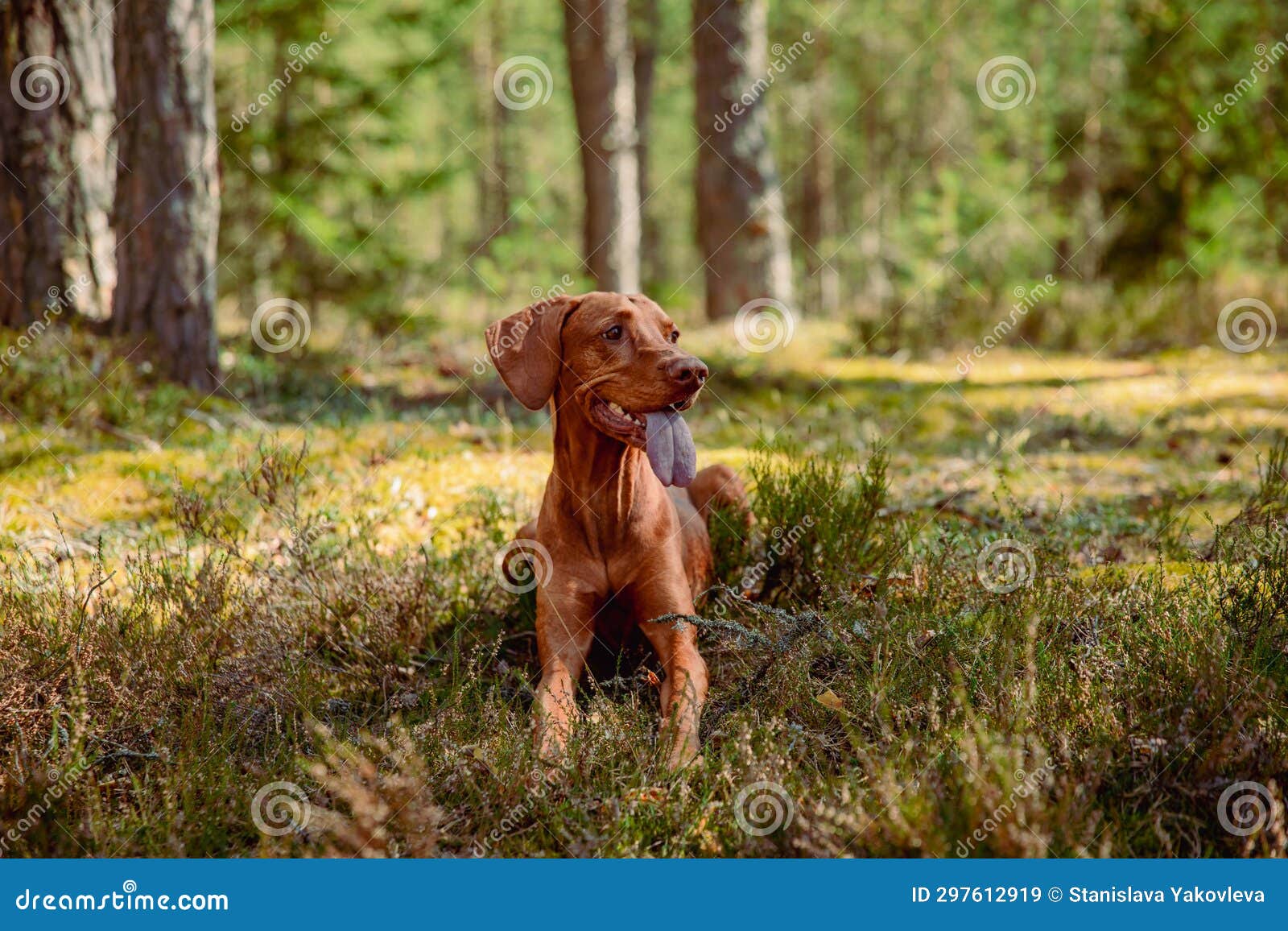 Red Hunting Vizsla Dog in a Coniferous Forest Stock Image - Image of ...