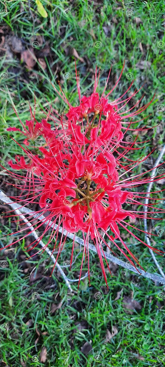 Red hurricane plant stock photo. Image of herb, nature - 233133746