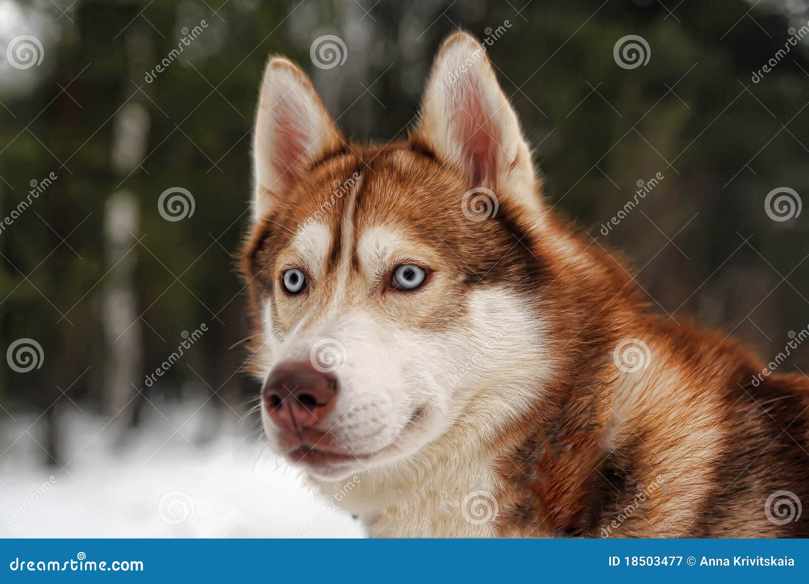 Red husky stock image. Image of beautiful, black, polar - 18503477
