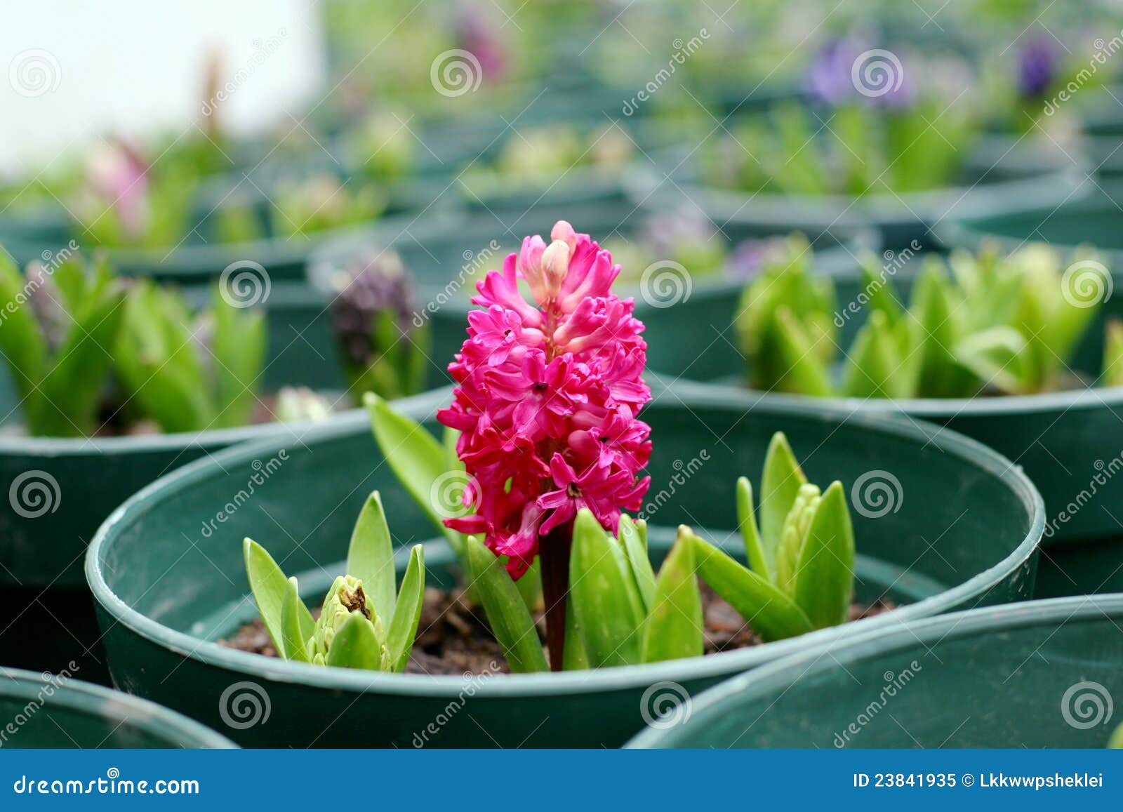 Red Hyacinth stock image. Image of natural, hyacinth - 23841935