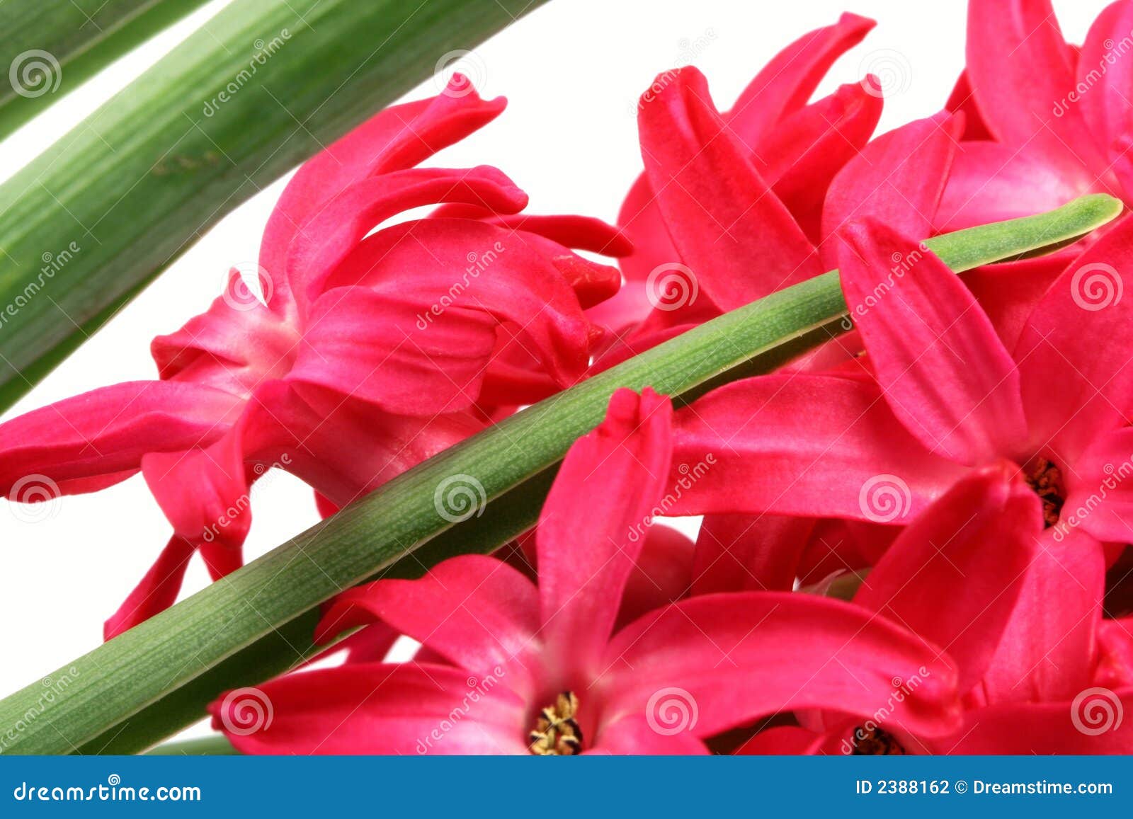 Red hyacinth stock photo. Image of hyacinth, closeup, flower - 2388162