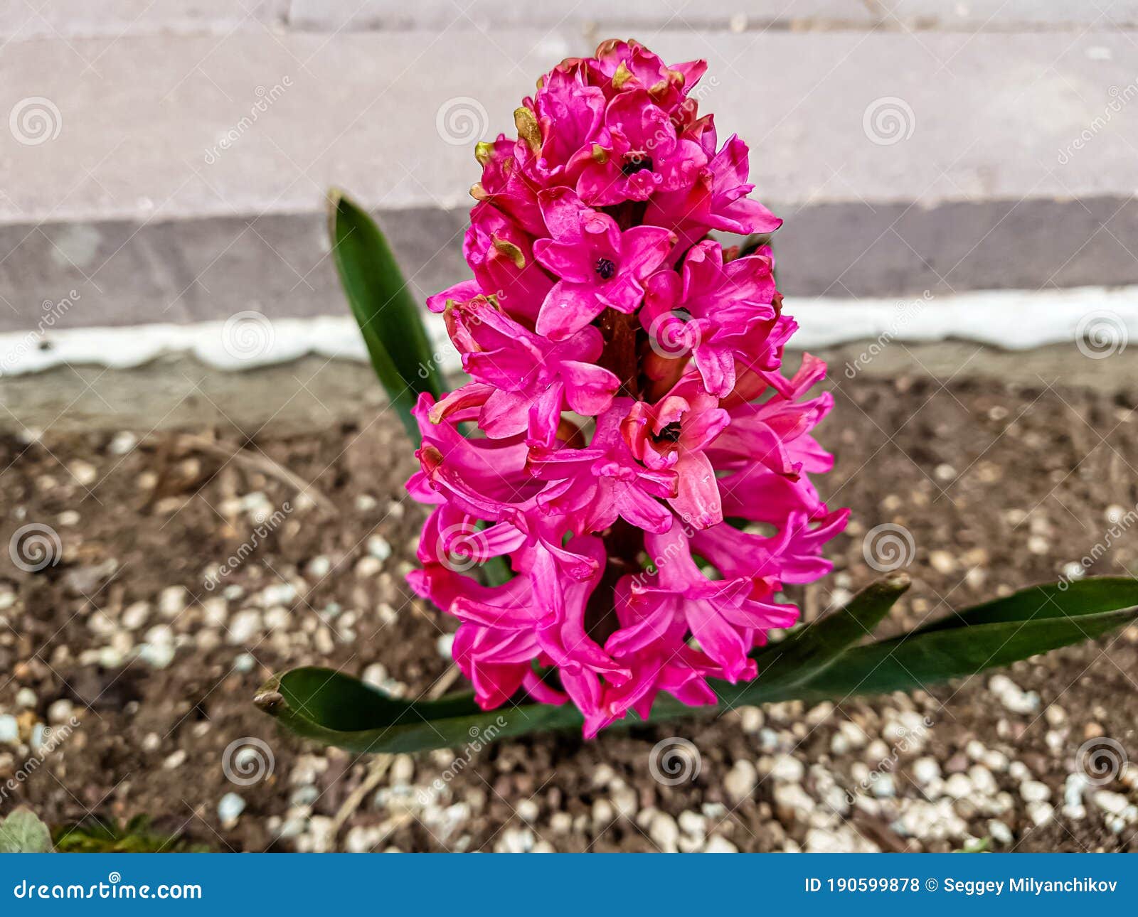 A Red Hyacinth Flower Grows in a Flower Bed Stock Photo - Image of ...