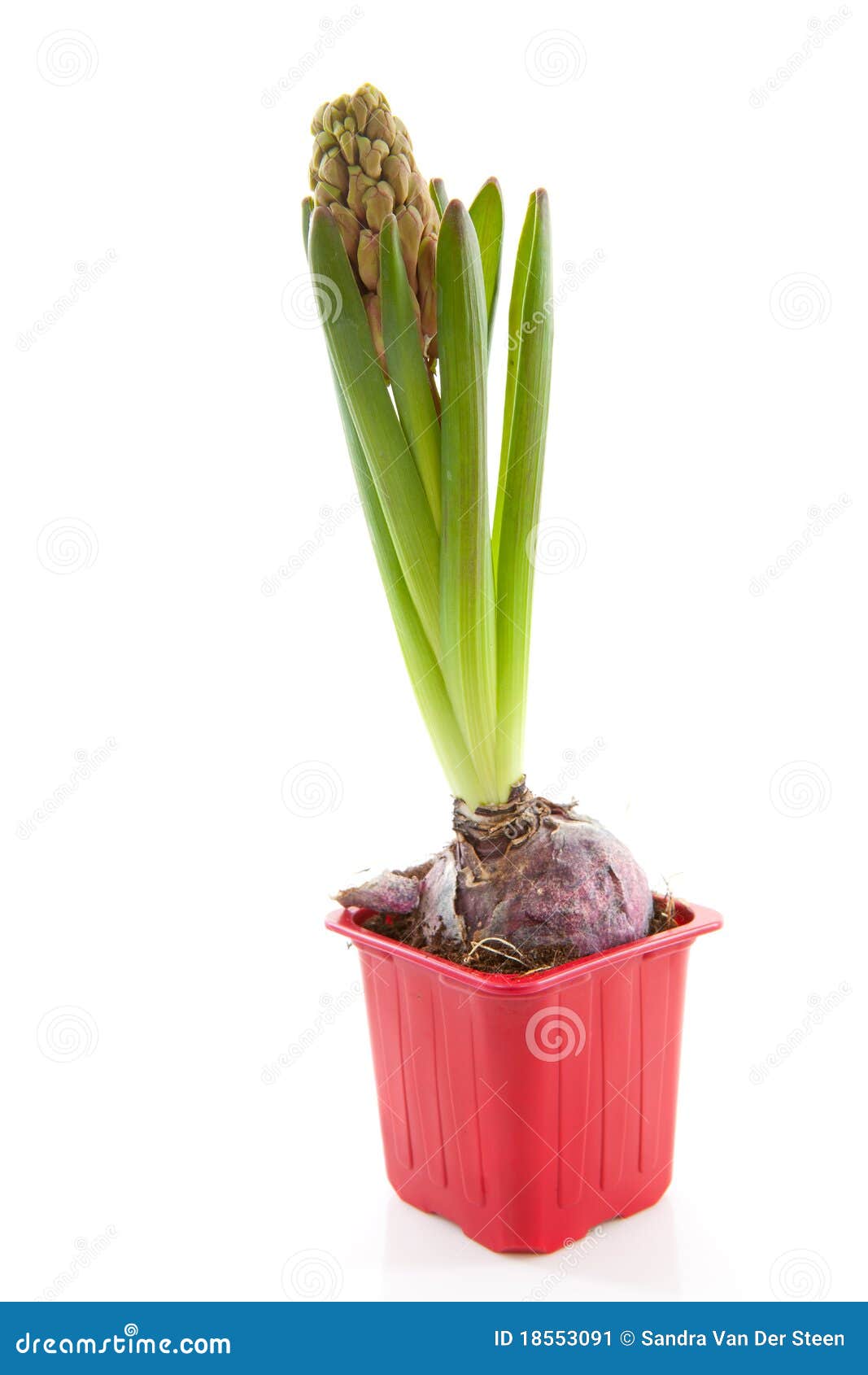 Red hyacinthus flower stock image. Image of hyacinthus - 18553091