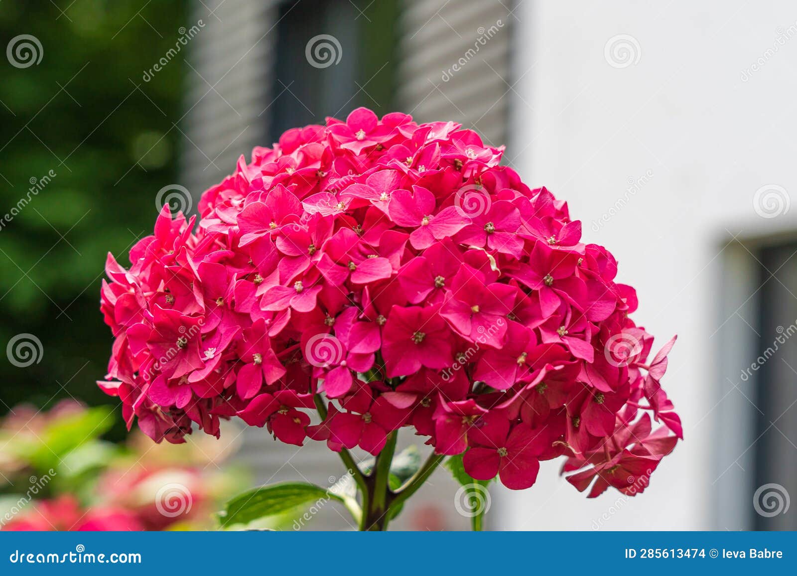 Red Hydrangea Flower with Many Petals Stock Photo - Image of hydrangea ...