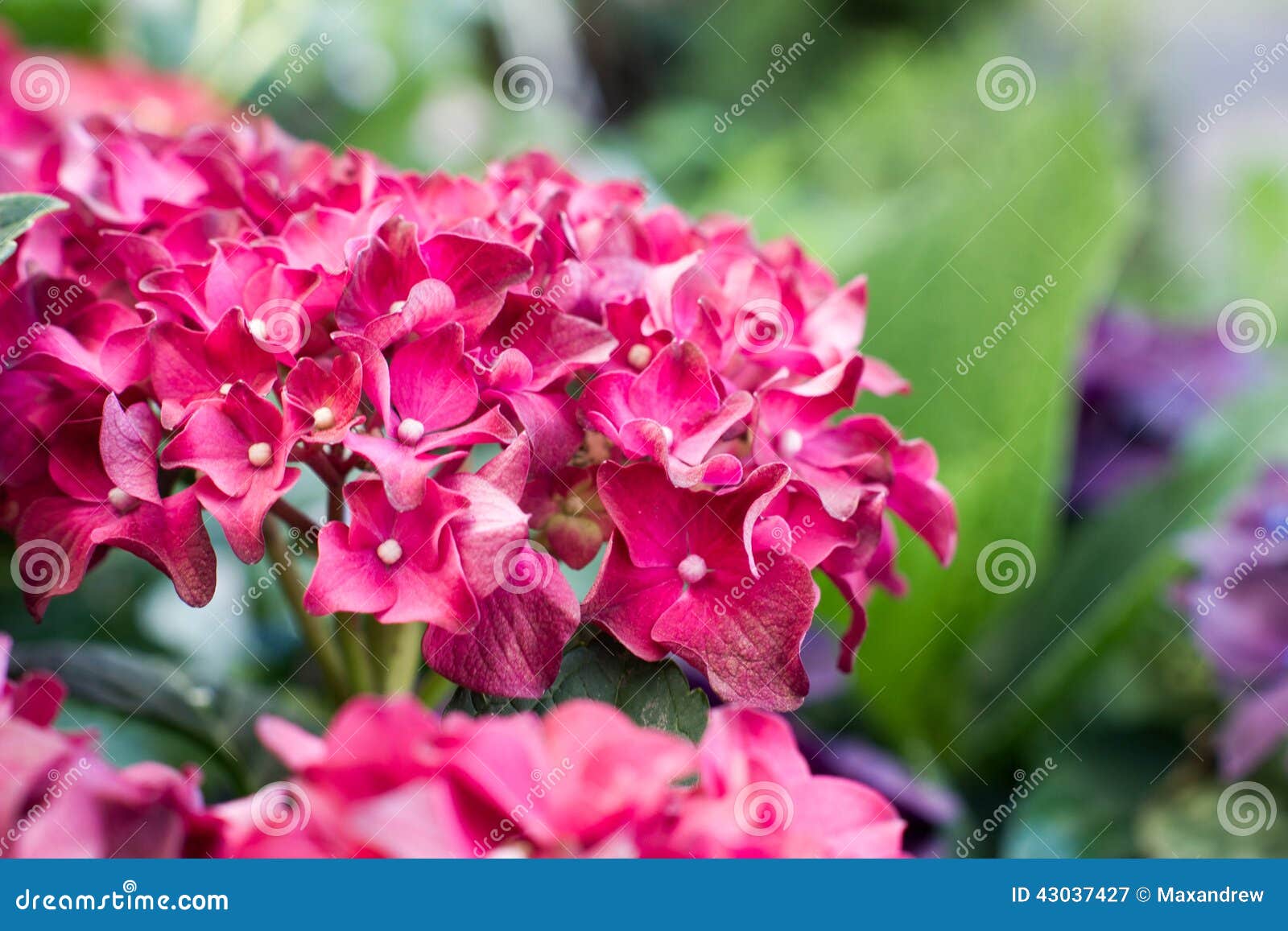 Red hydrangea stock image. Image of outdoors, flower - 43037427
