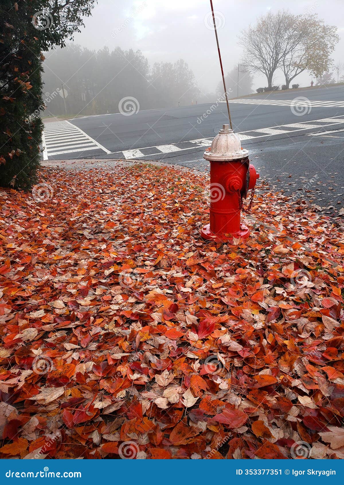 Red Hydrant by the Intersection in the Fall Foliage. Early Foggy ...